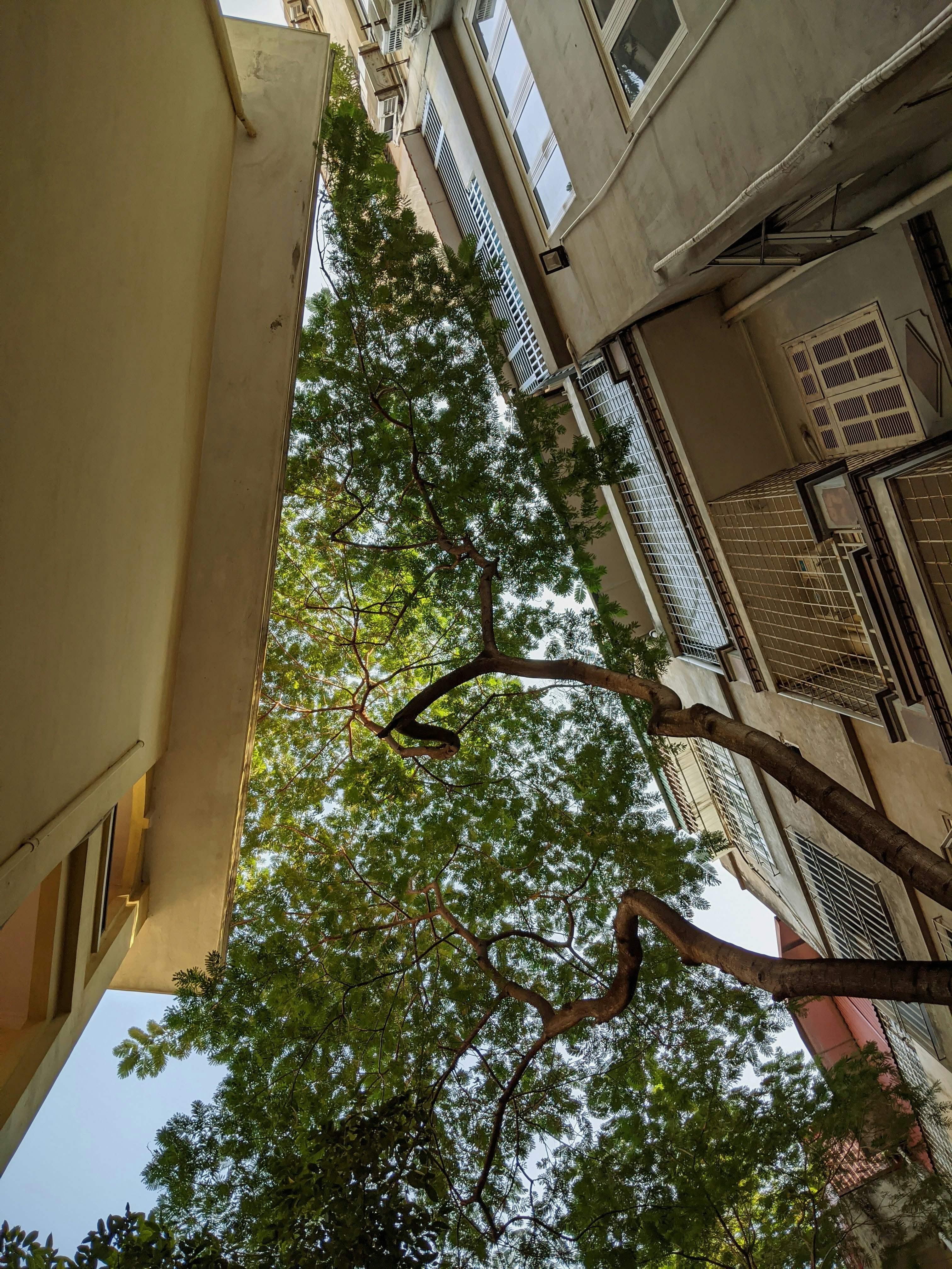 Sunlit canopy peeks between buildings in a narrow urban alley; branches stretch toward the sky as apartment facades rise on either side. A vertical, slightly tilted perspective emphasizes concrete and foliage interplay.