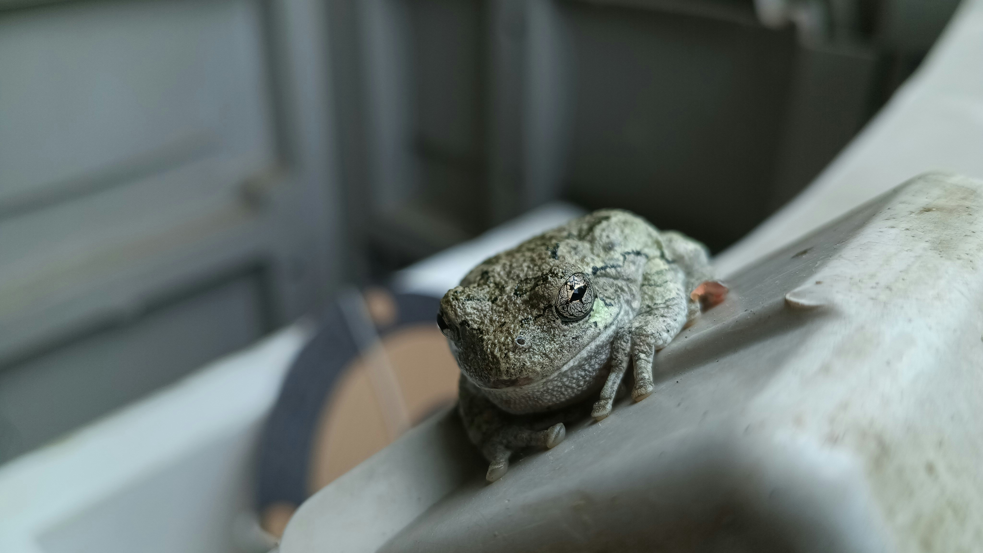 Tiny Guardian: A Froglike Resident perches on a railing