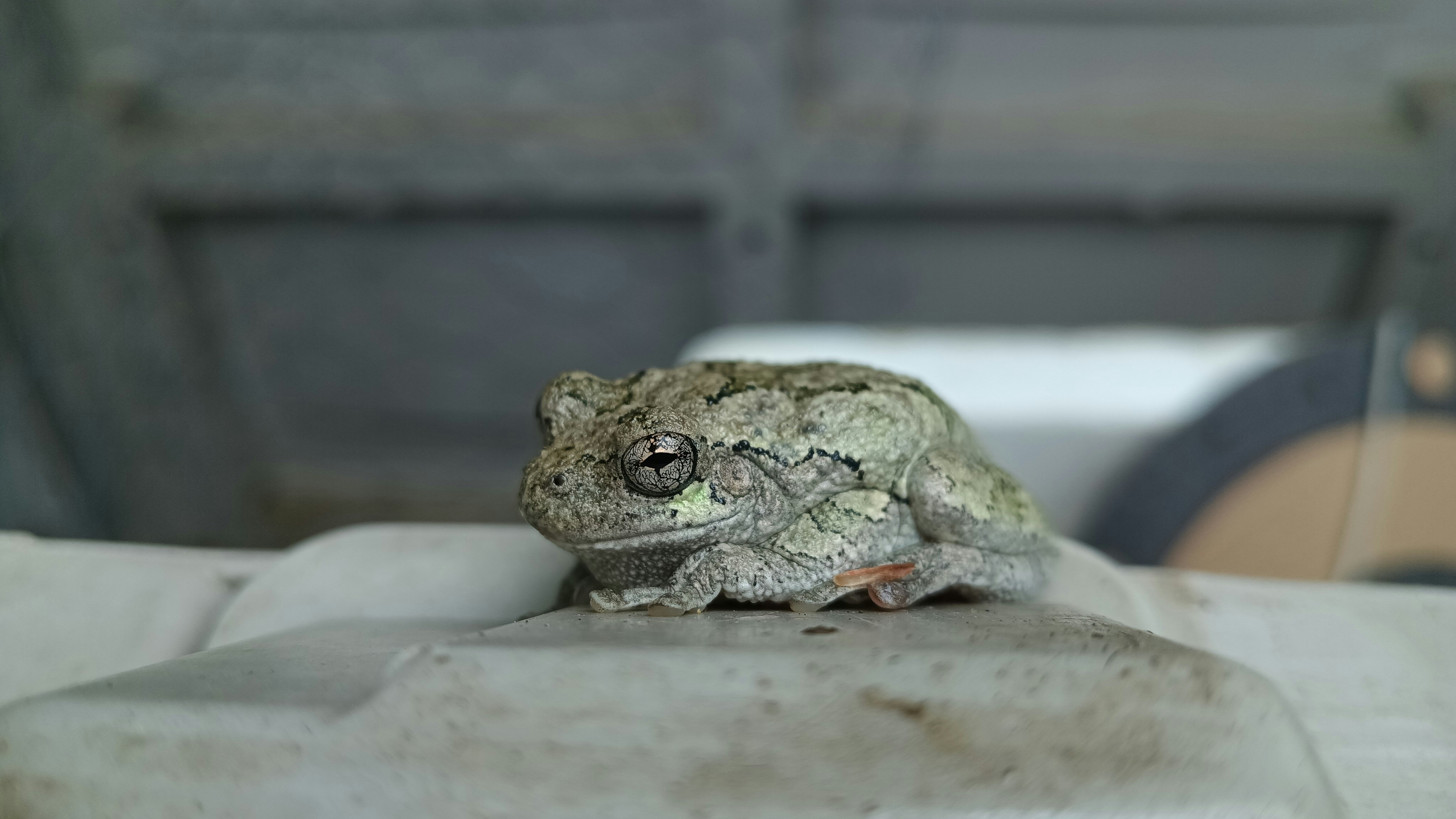 Green Tree Frog on a Concrete Ledge