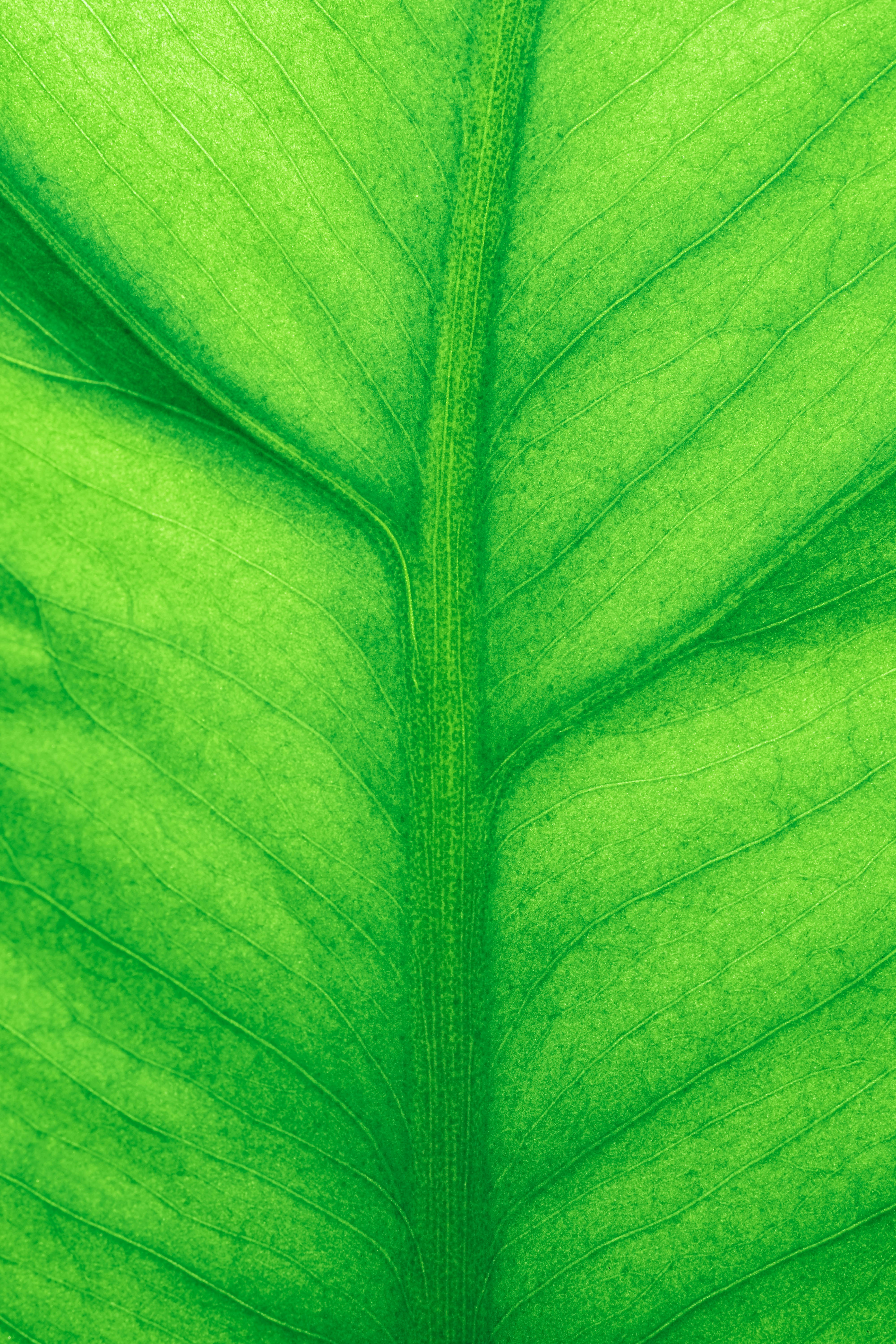 Vibrant Green Leaf Veins: A Macro Portrait of Nature's Pattern