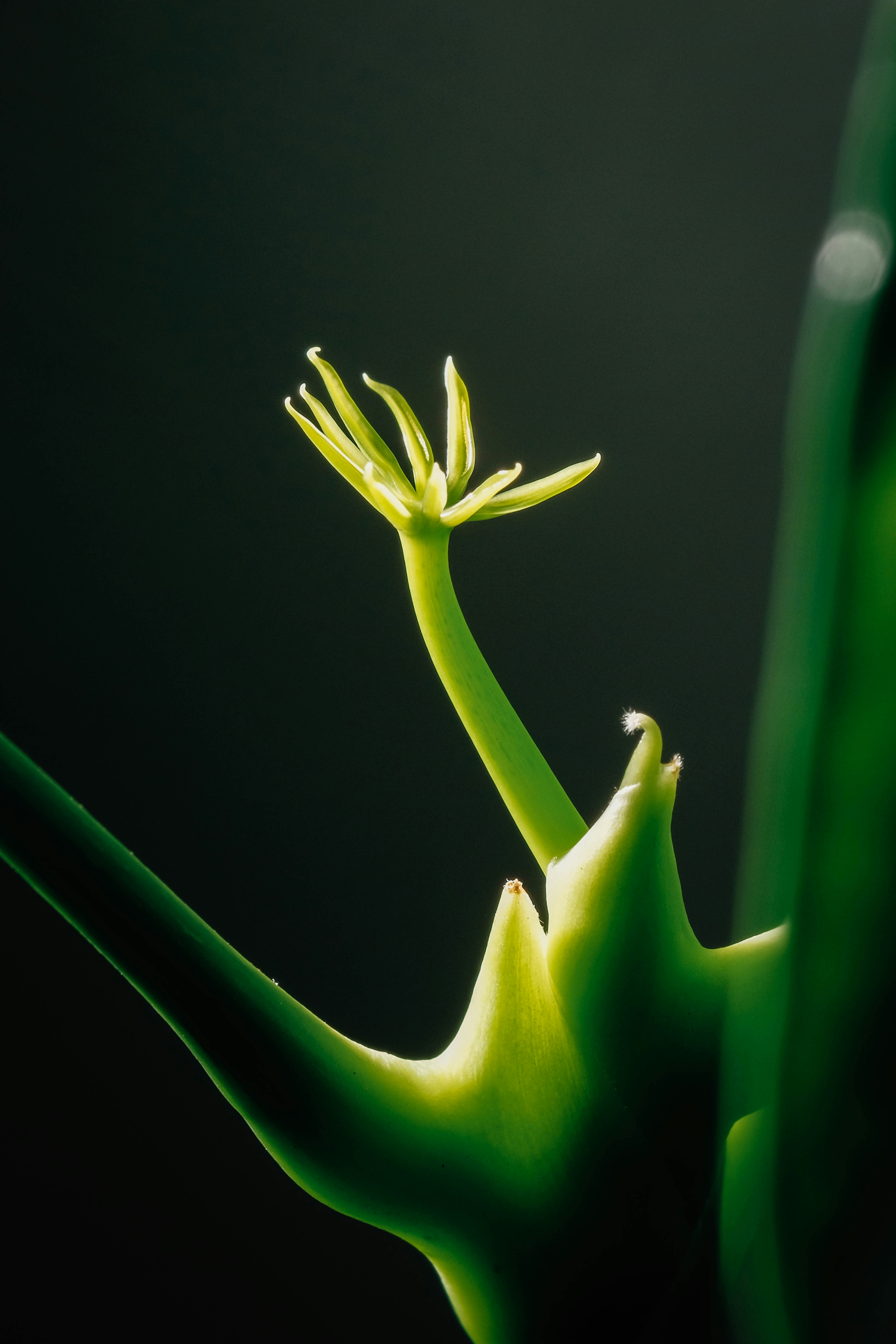 Emerald Stem: A Delicate New Sprout Reaches Past the Darkness