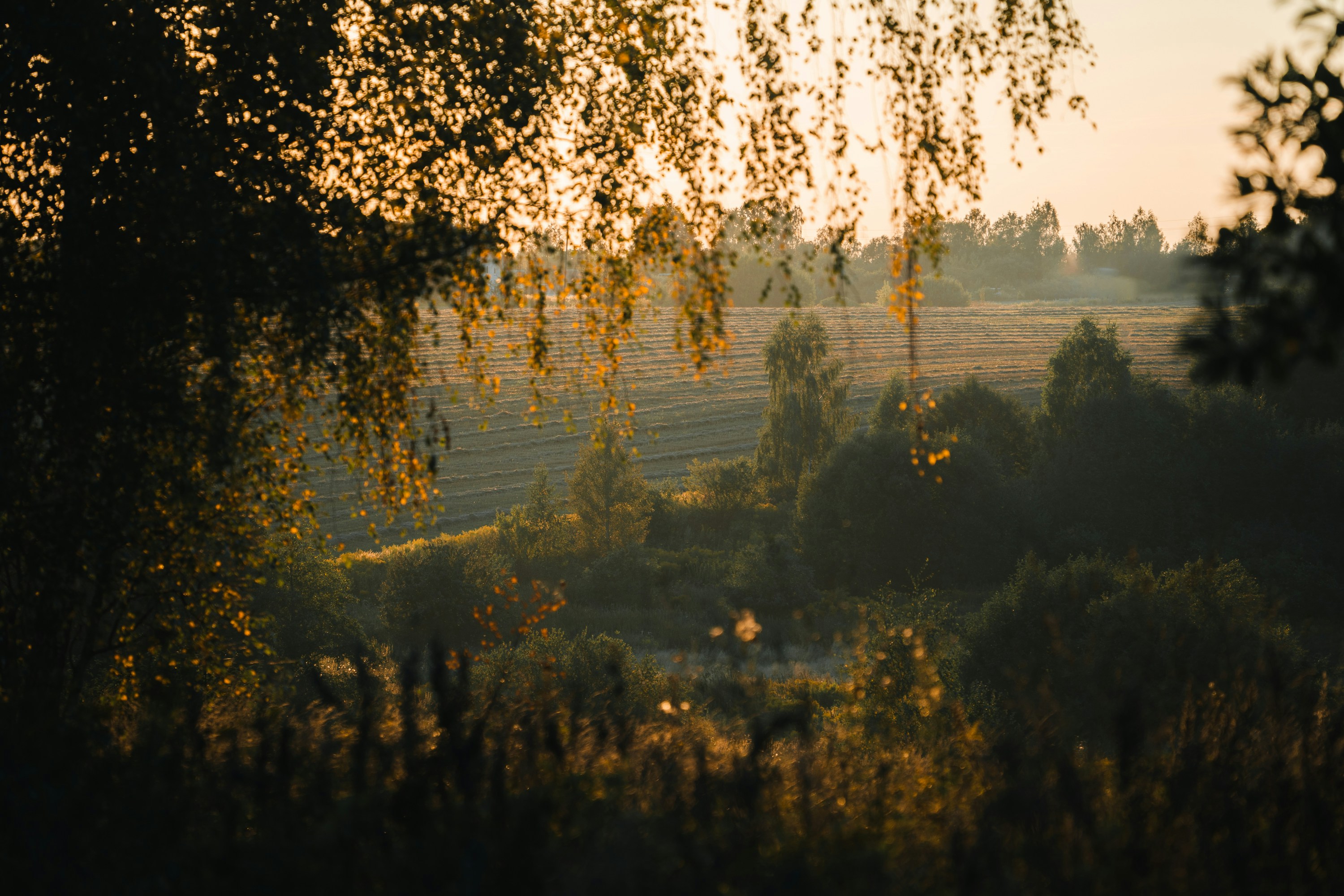 Golden Veil Over the Valley: Dappled Light Through Willow Shoulders
