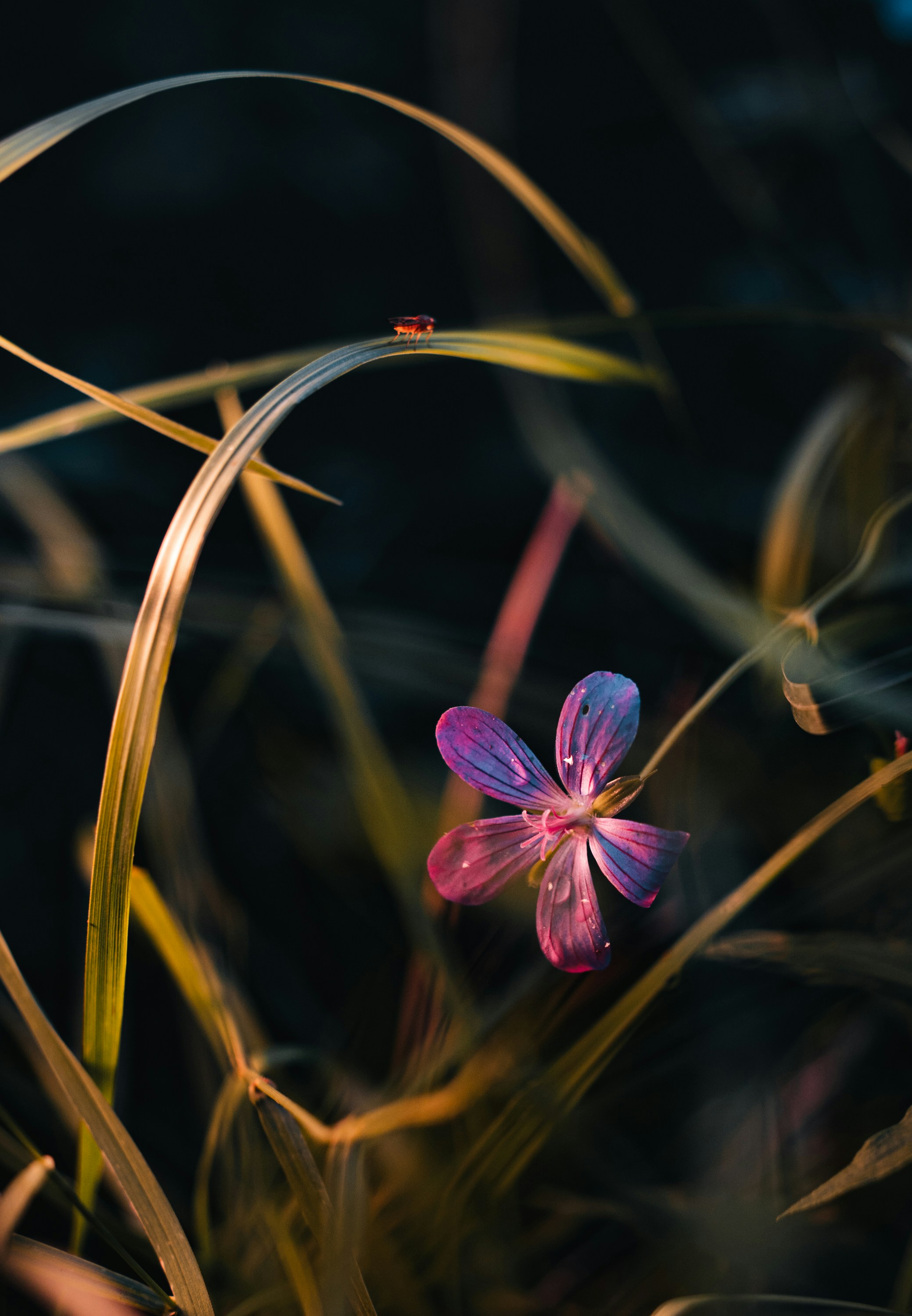 Petal Prism: a lone pink flower amid looping blades