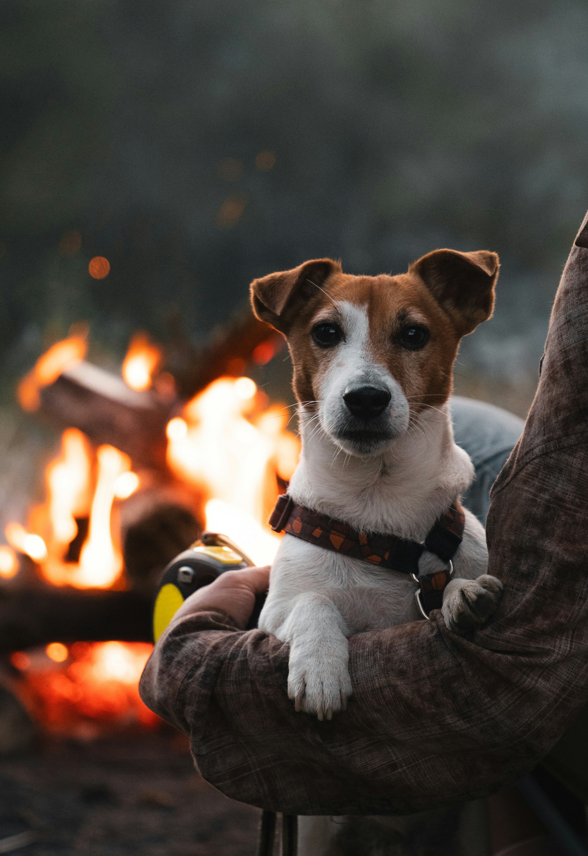 Cozy Confidence: A dog gazes from a warm embrace beside the campfire