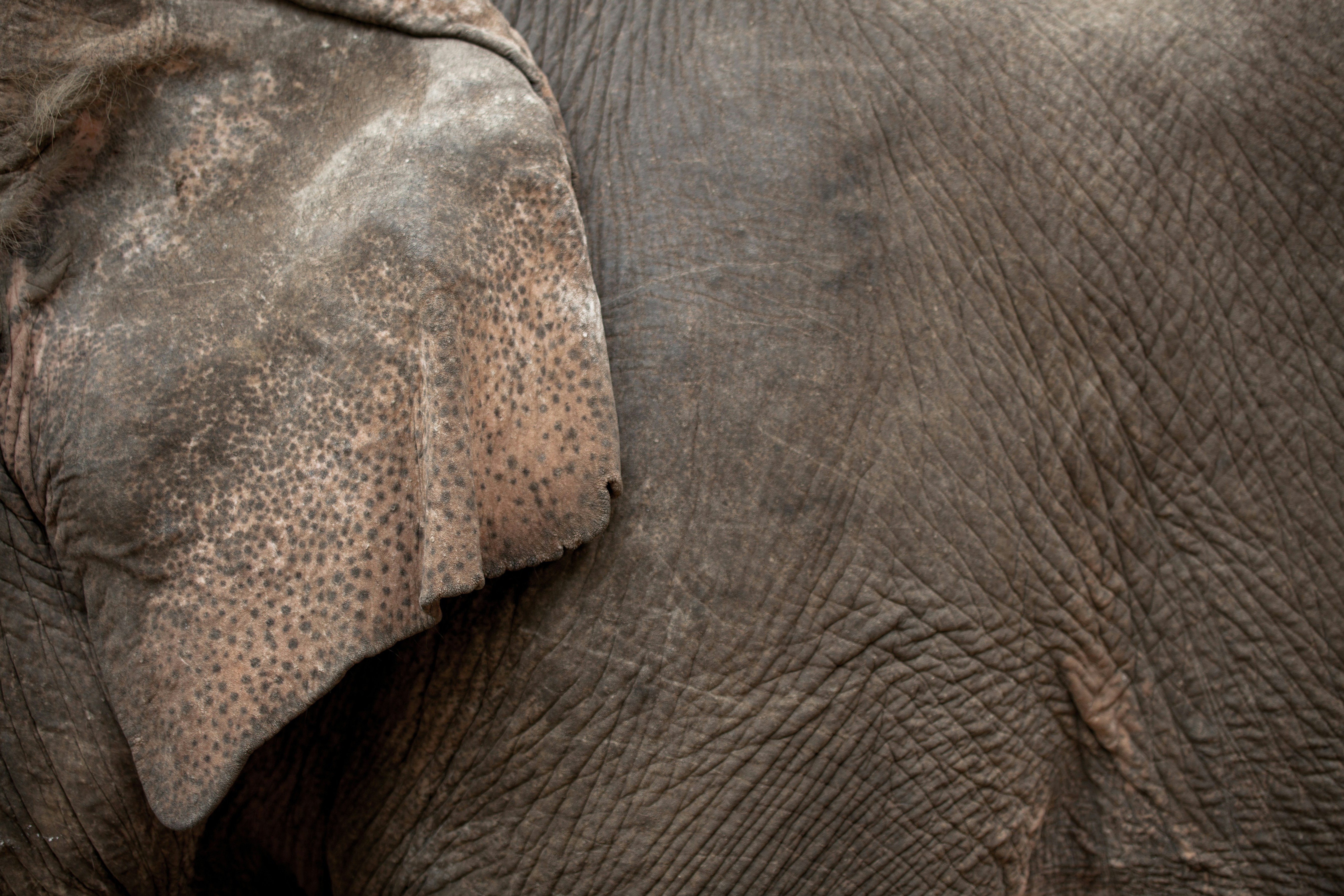 Whispered Texture: Close-Up of Elephant Skin