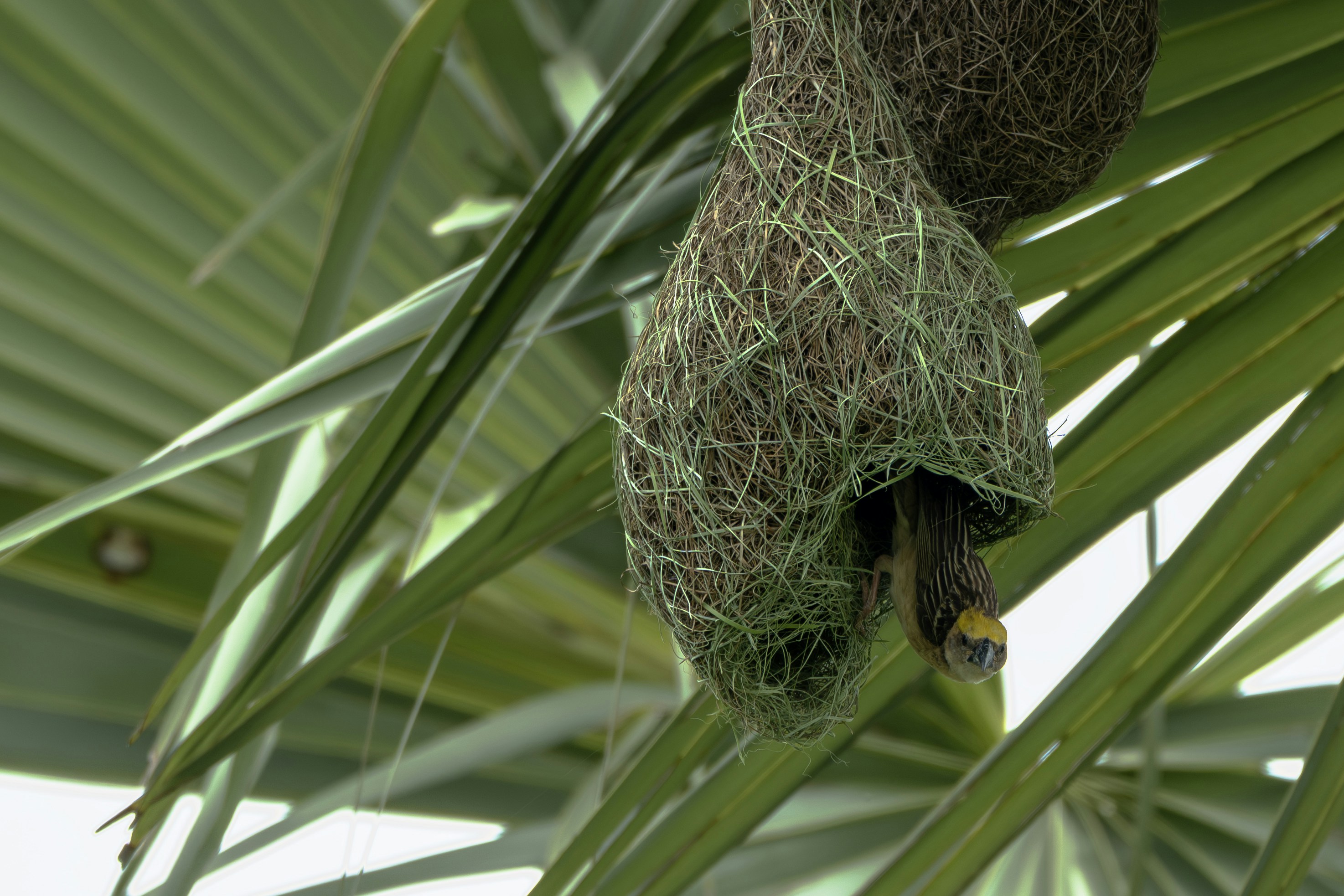 Hanging Nest of a Weaving Palm Insect-Host