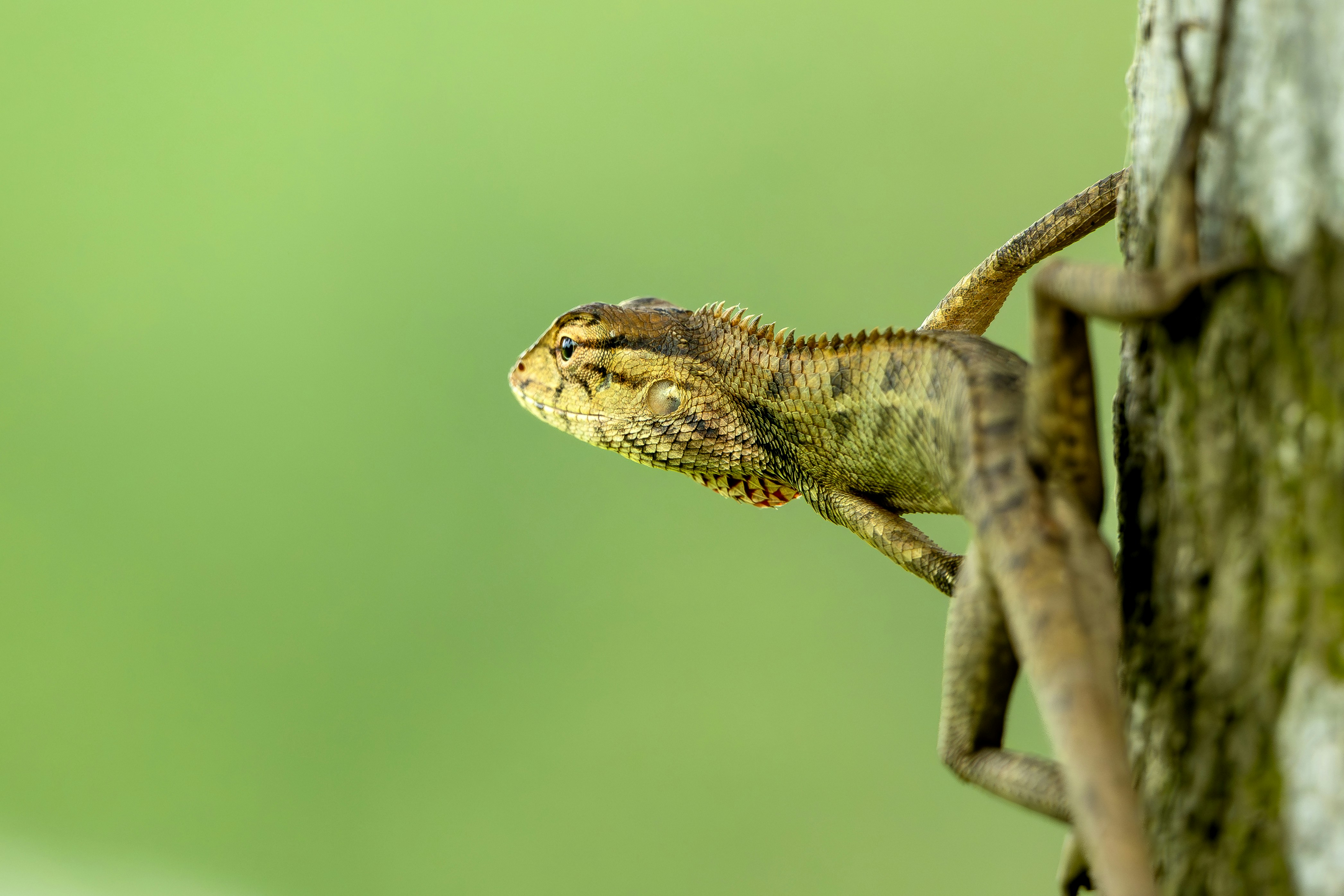 Sunlit Gecko Scout: A Side View of a Tree-Clinging Reptile