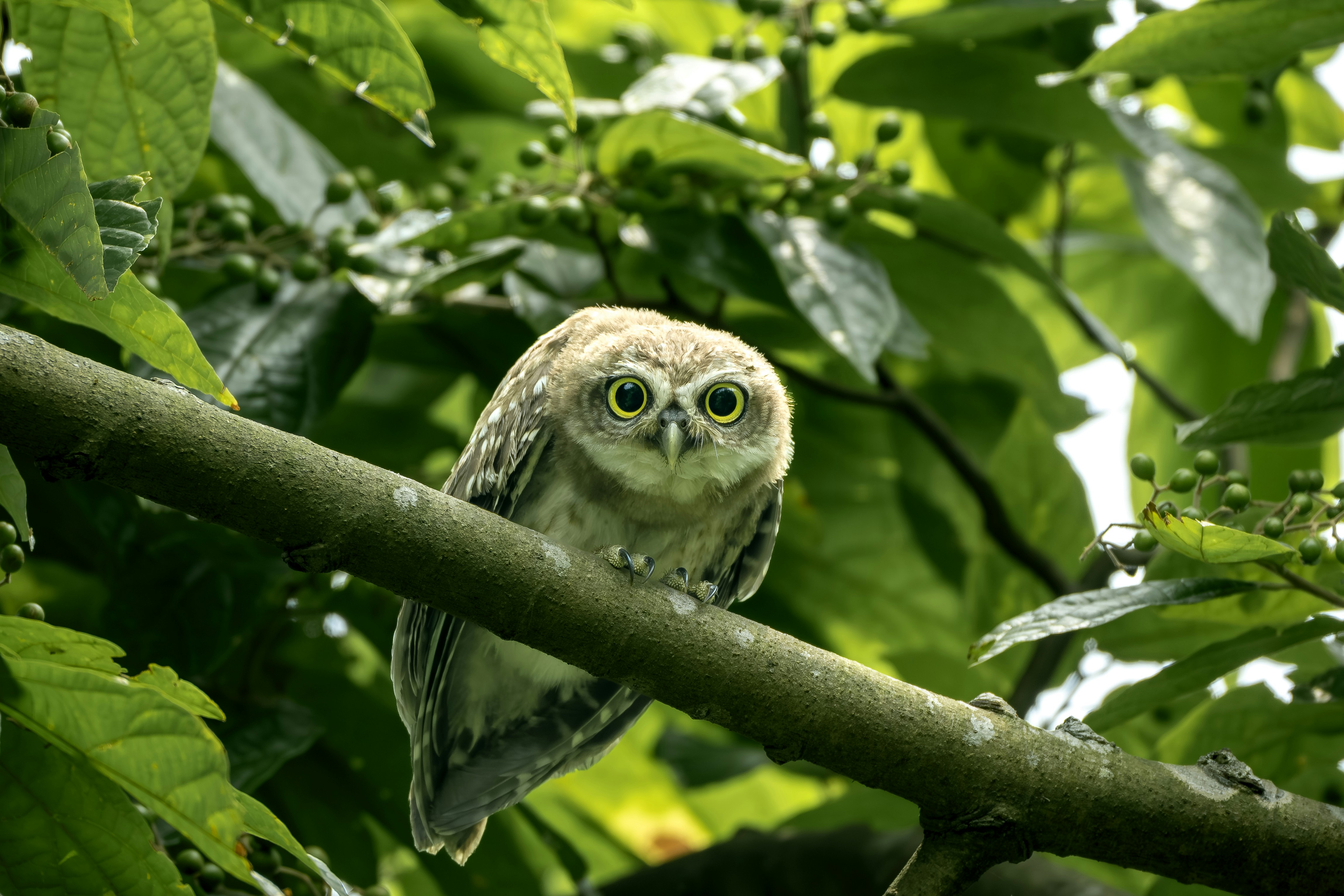 Attentive Gaze: Little Owl Perched in Green Canopy