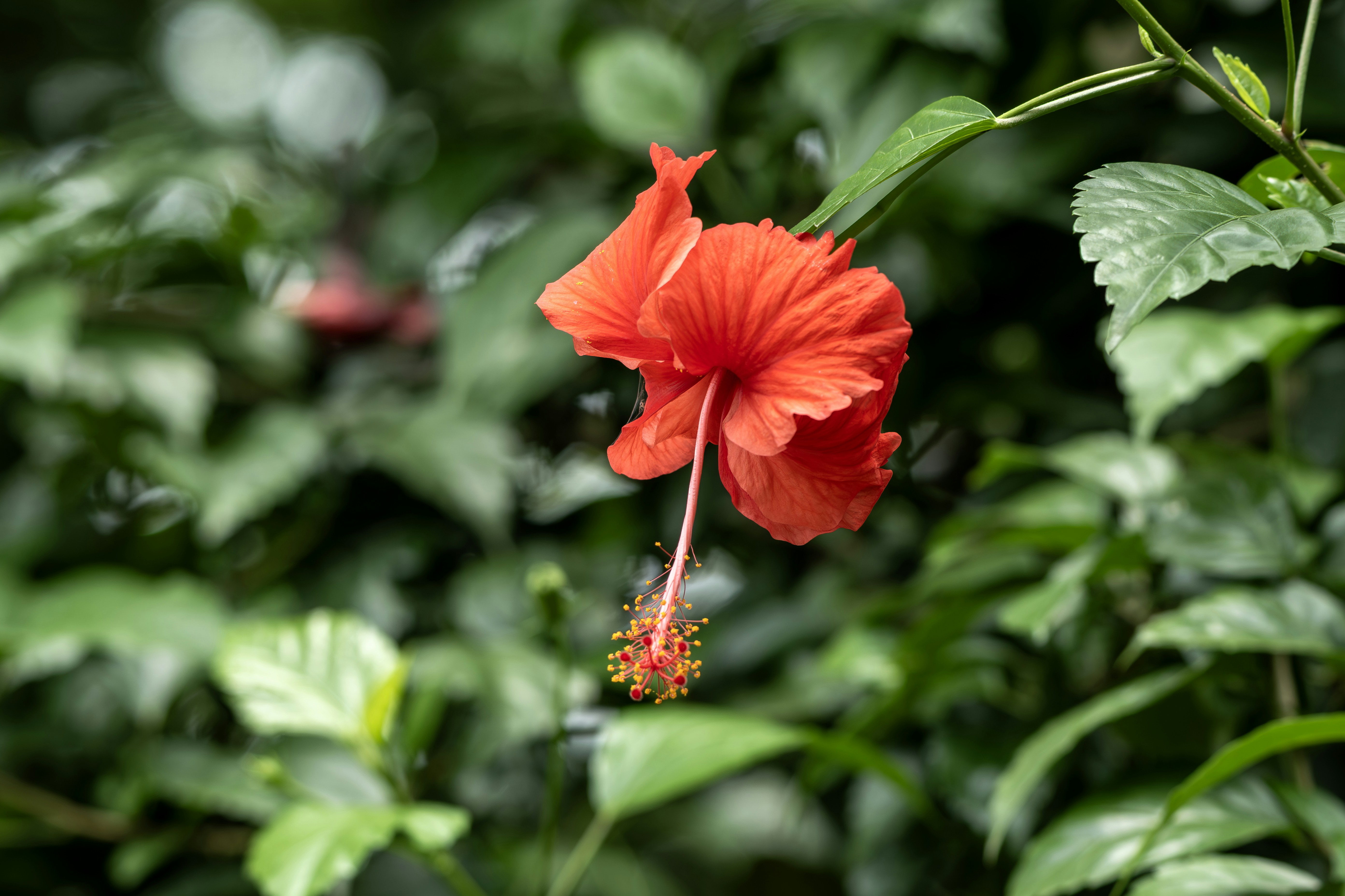 Crimson Hibiscus in Focus: A Delicate Stamen against Lush Green