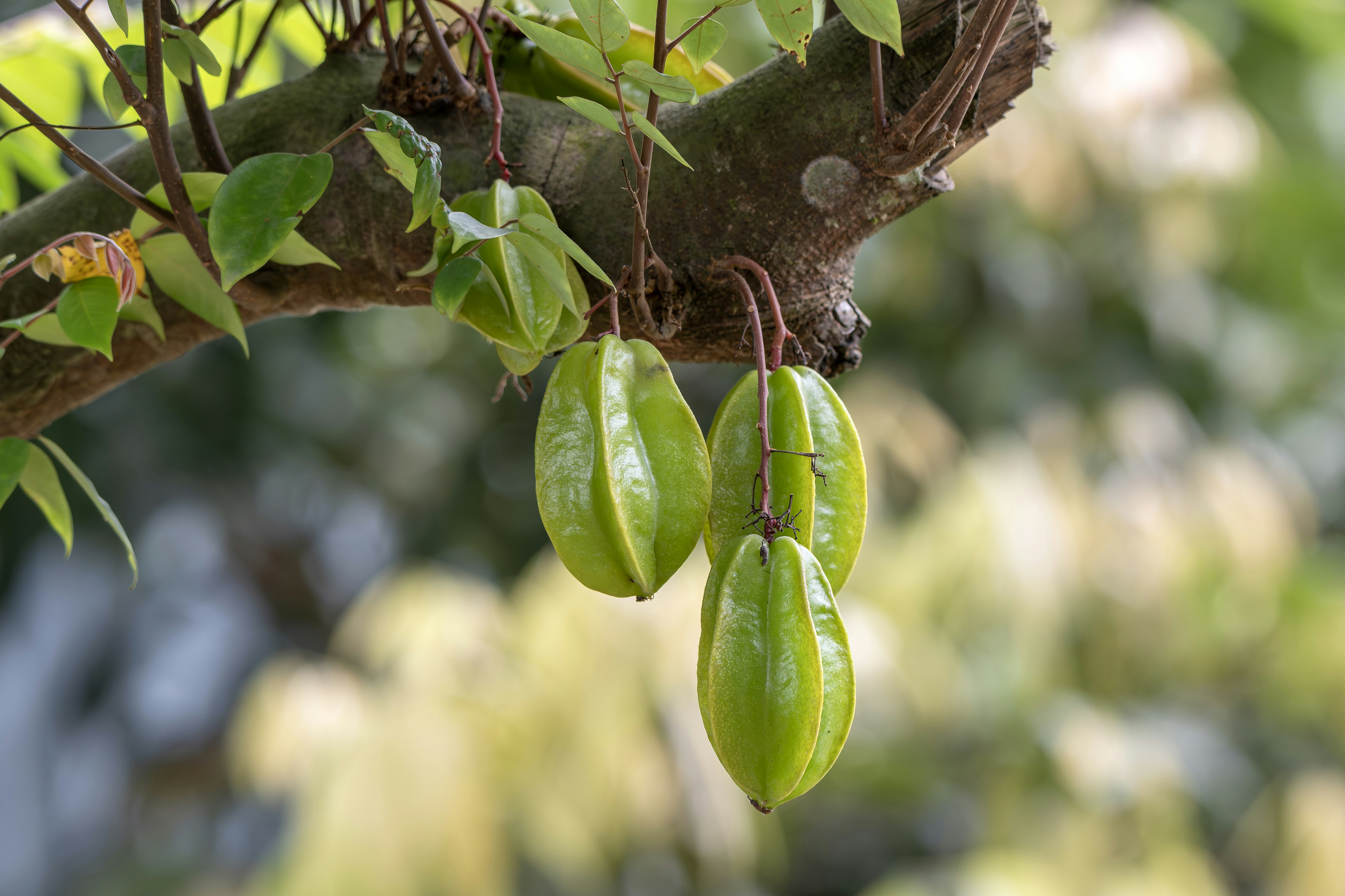 Green Fruit Duo Dangling from Gnarled Branch