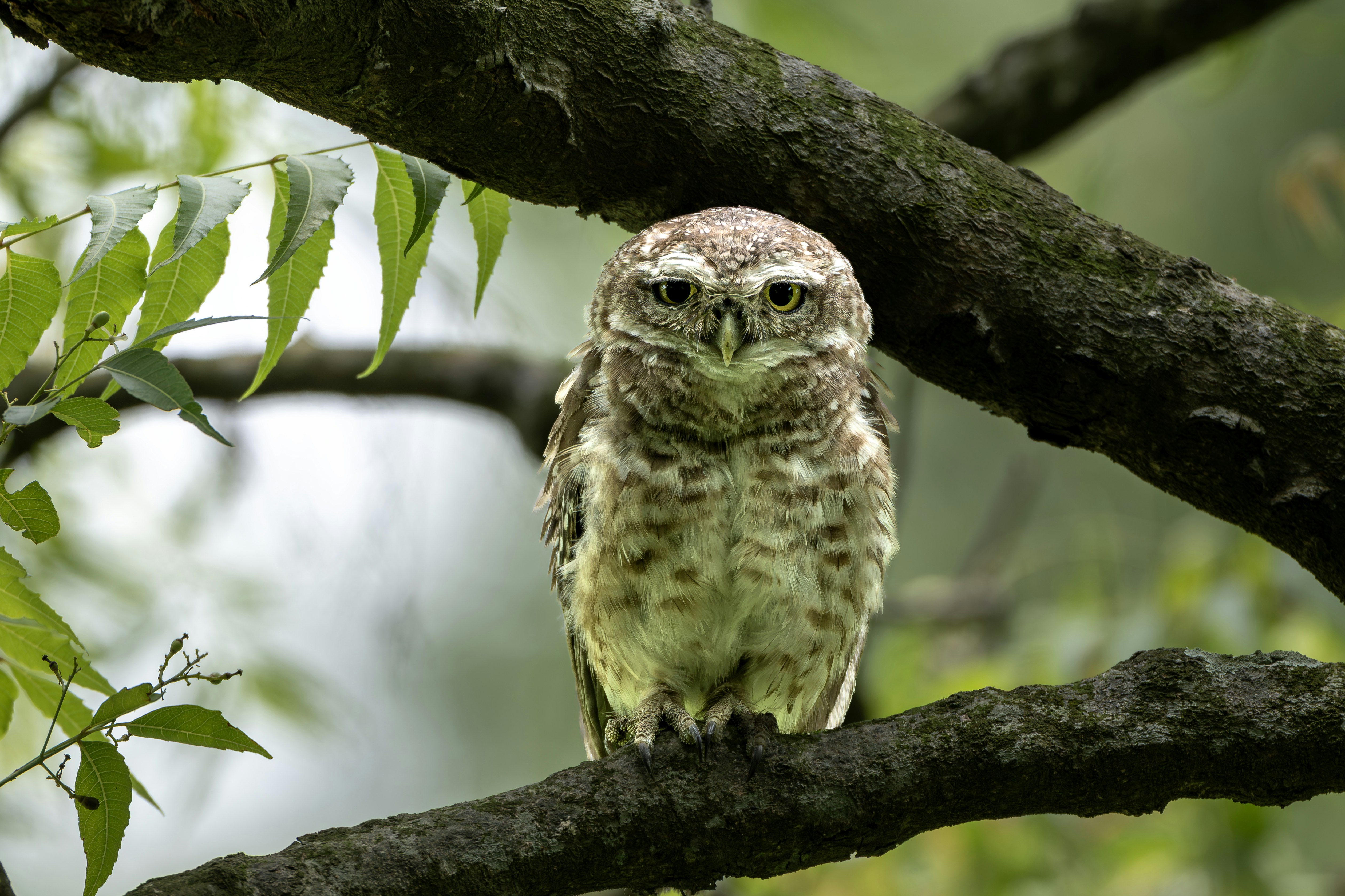 Forest Owl Gaze: A Patient Keeper on the Branch