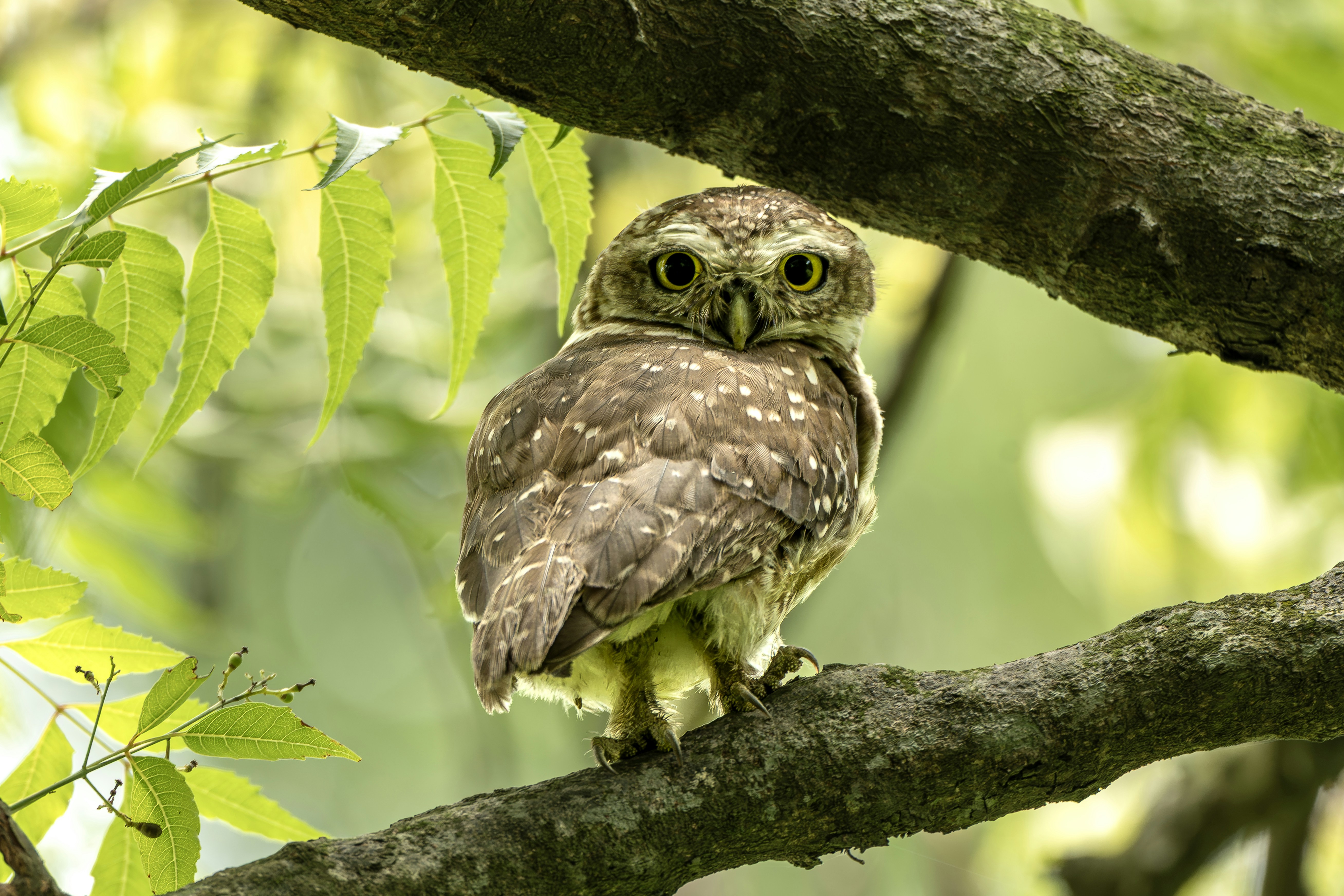 Night-owl on a Limb: A Curious Gaze Across Verdant Canopy