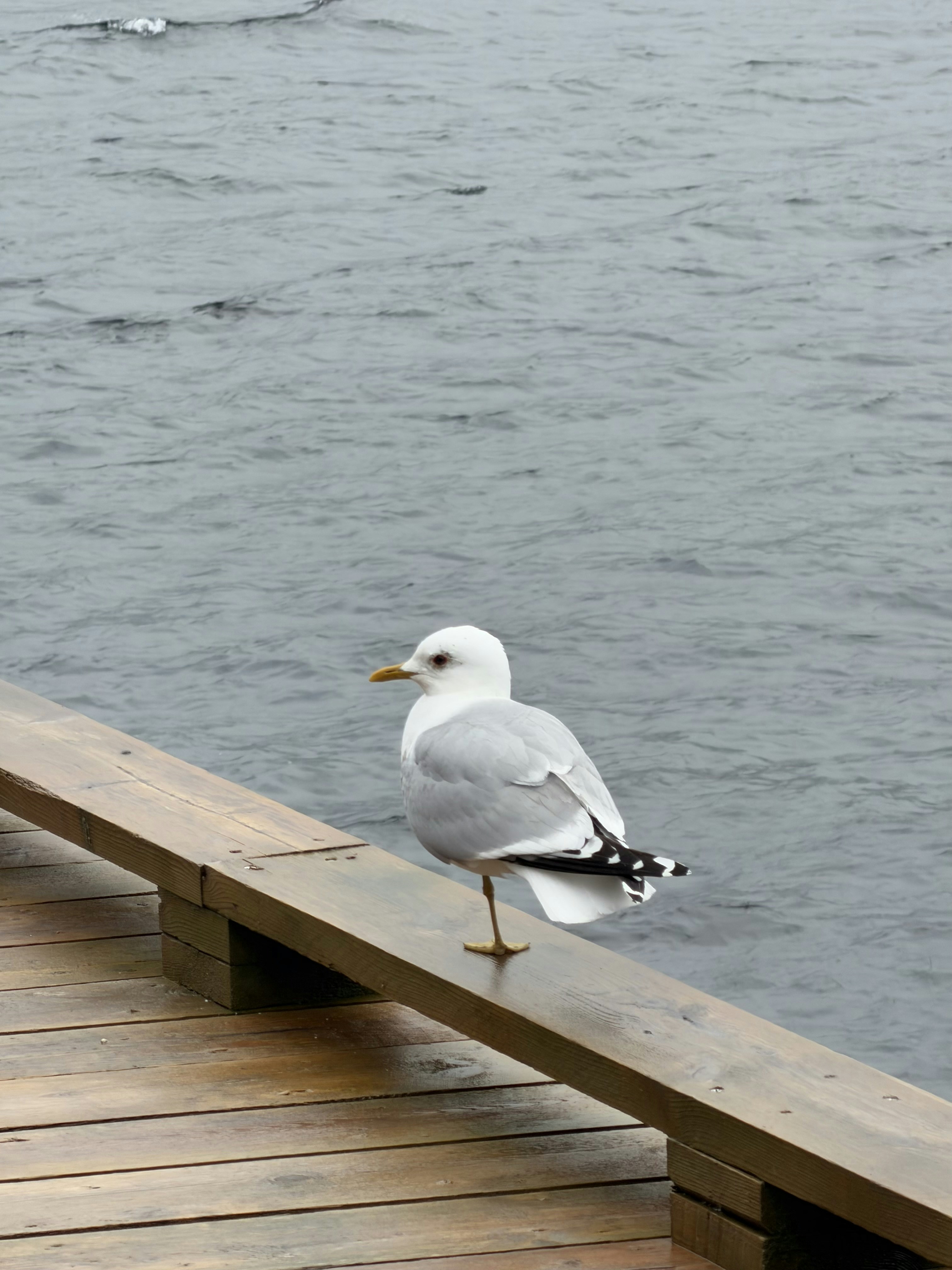 Seagull at the Edge: Quiet Boatside Moment on Calm Water