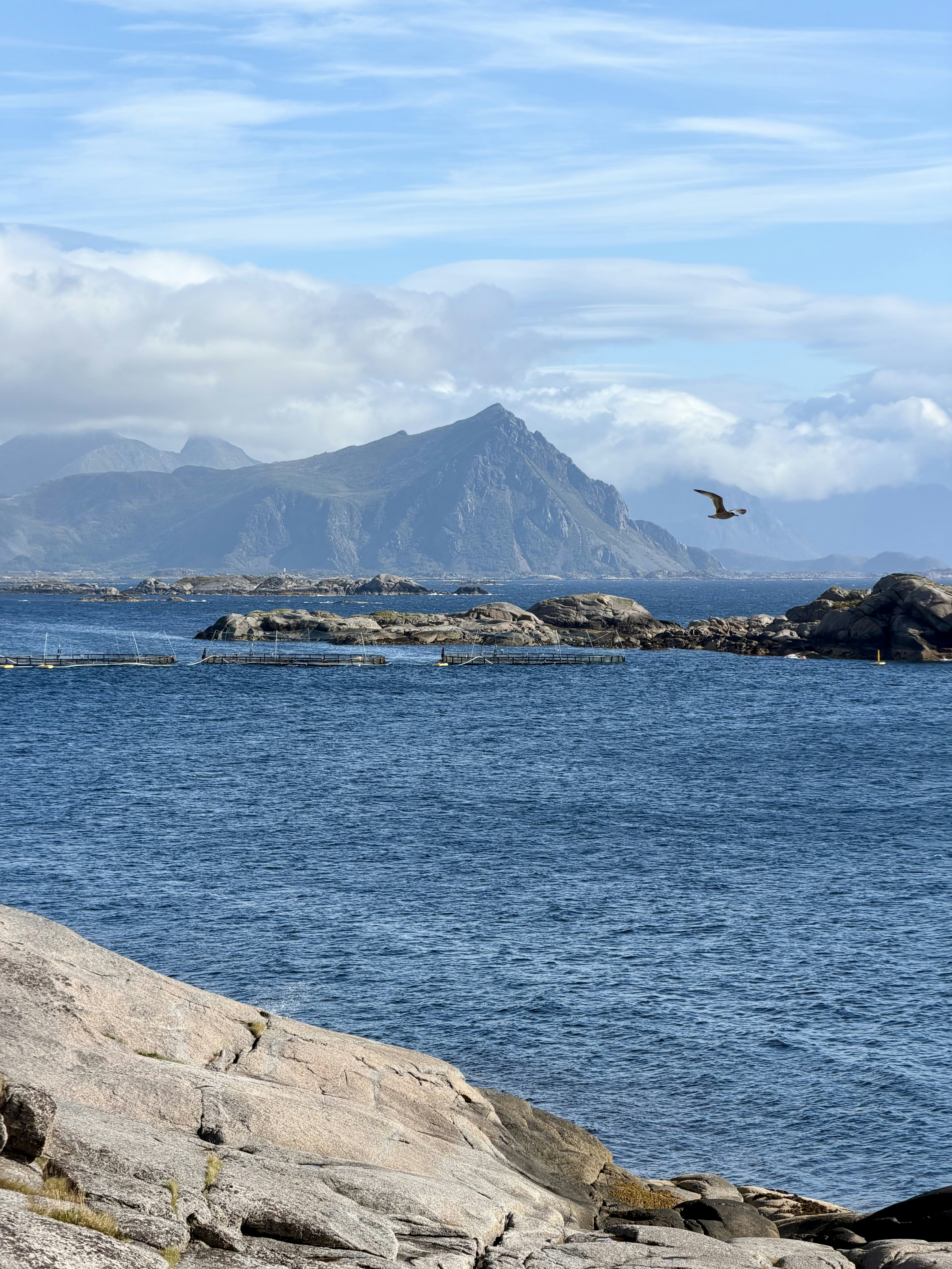 Rocky shoreline under a soaring gull with distant mountains