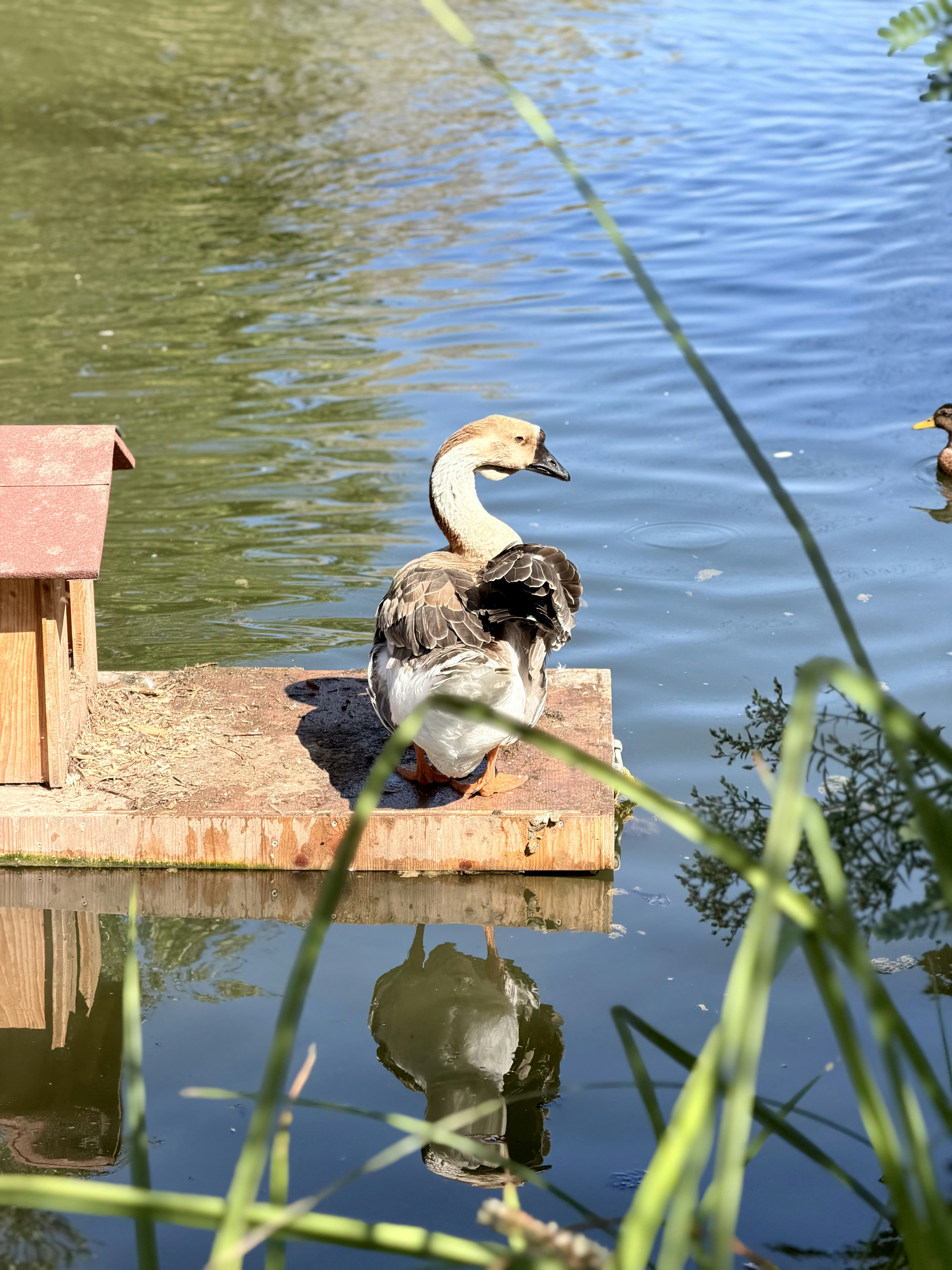 Duck on a Wooden Dock: Gentle Refuge by the Pond