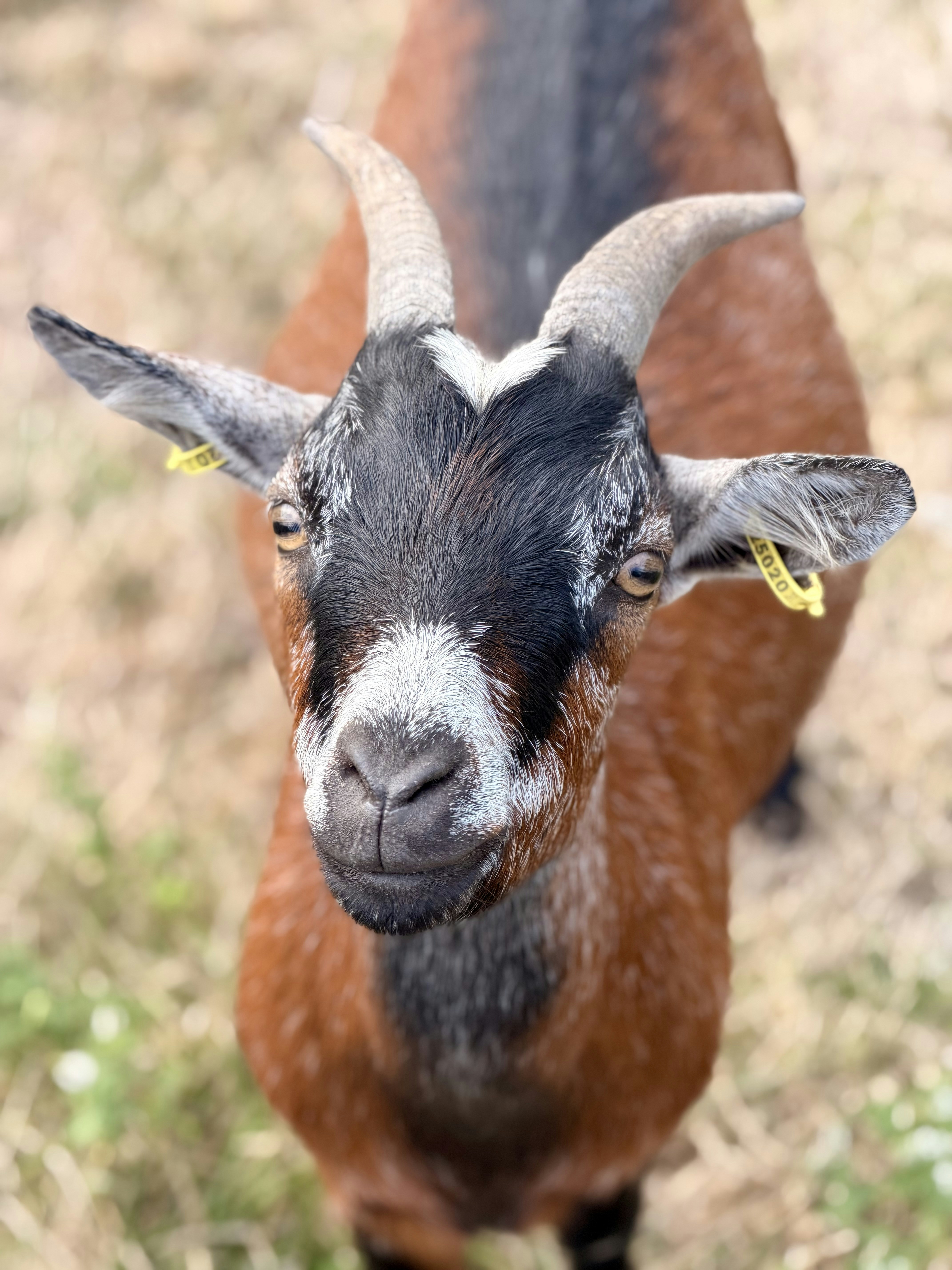 Curious Goat Gaze: A Closer Look at the Farm's Friend