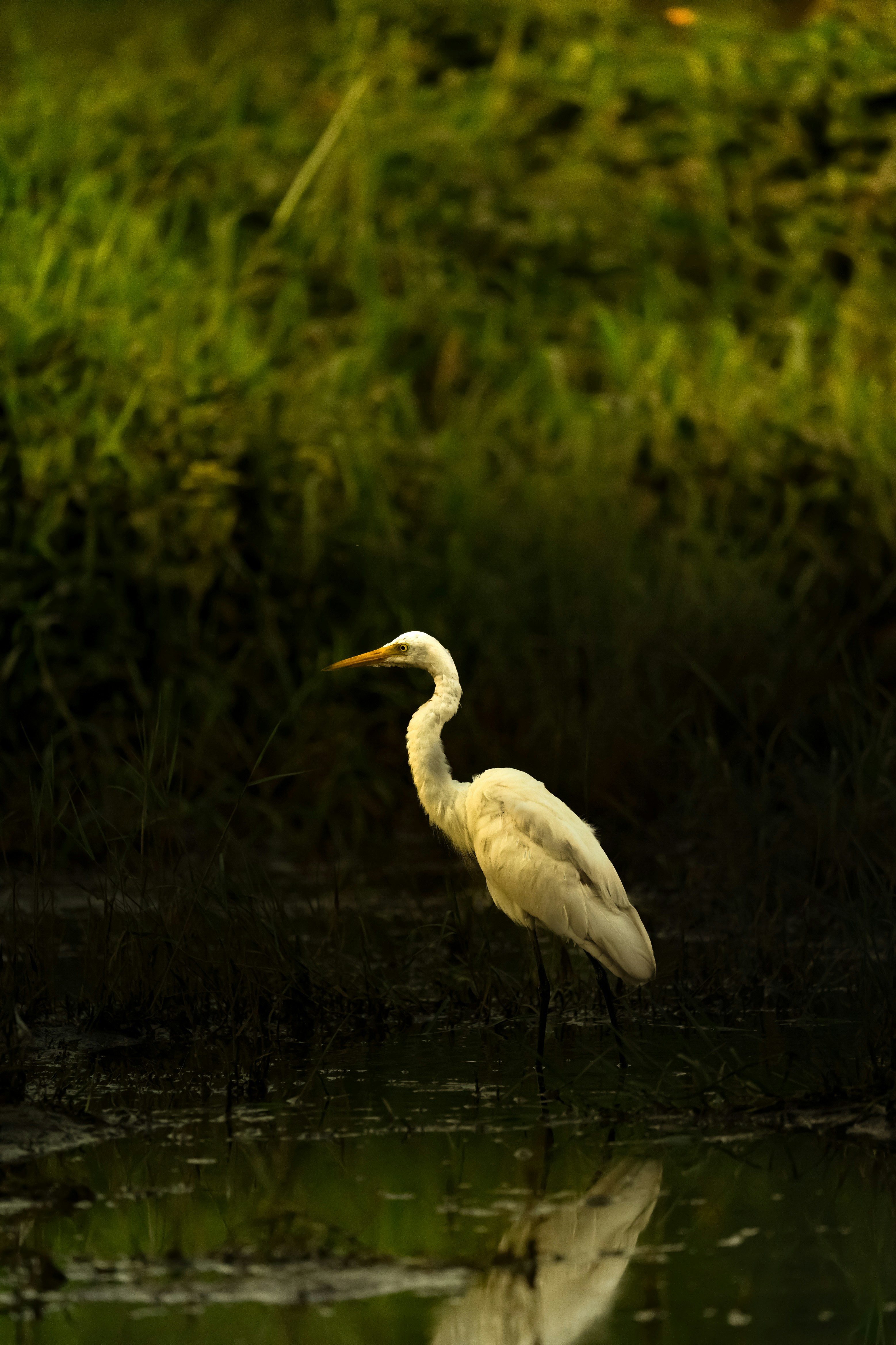 Graceful Egret in Dappled Lighting by the Shore