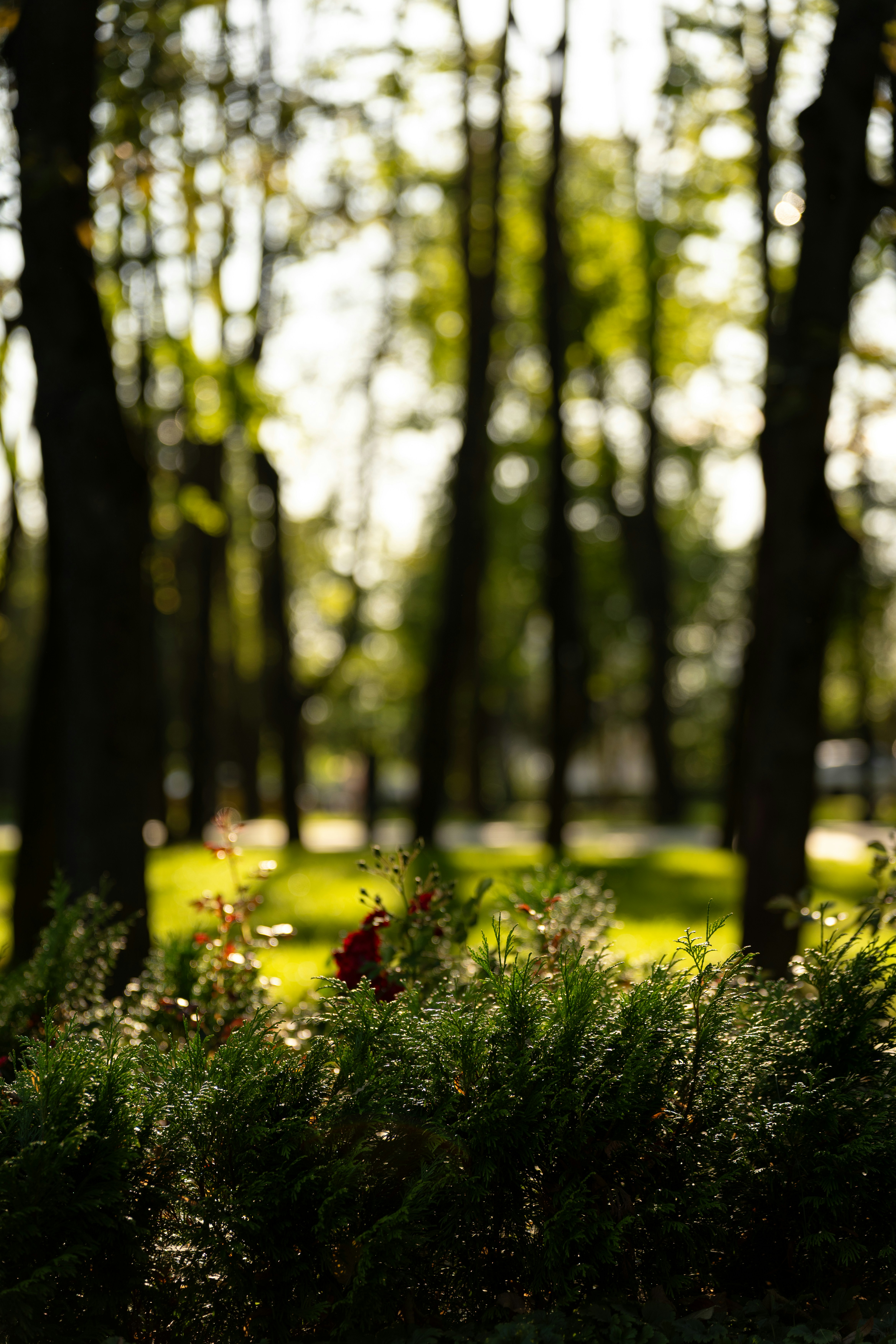 Blurred park scene with sun-dappled trees and a foreground hedge; the soft bokeh suggests a shallow depth of field and a tranquil late-day mood.