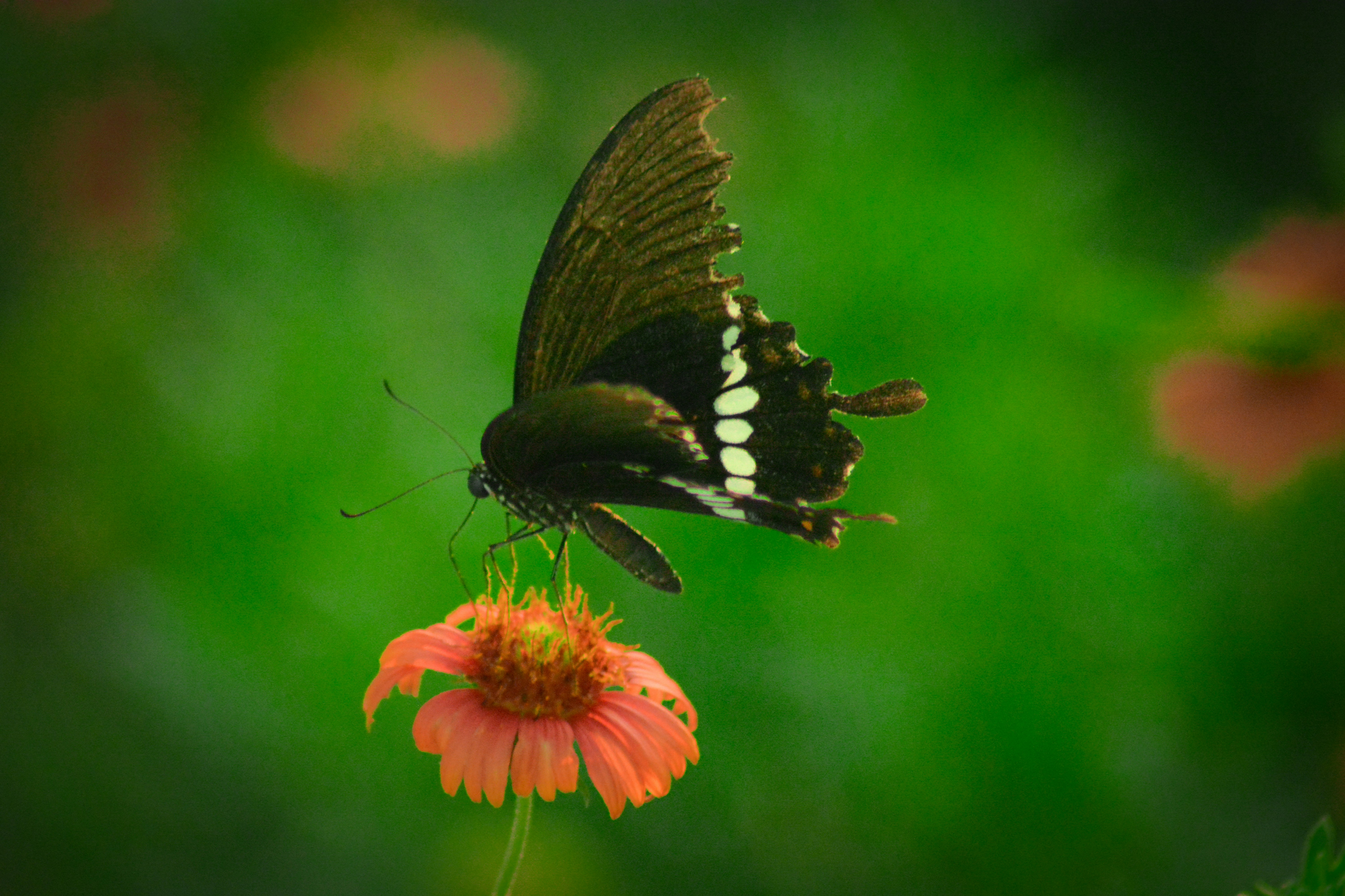 A detailed macro shot of a dark swallowtail butterfly resting gently on a vibrant orange flower, set against a soft, creamy green bokeh background.