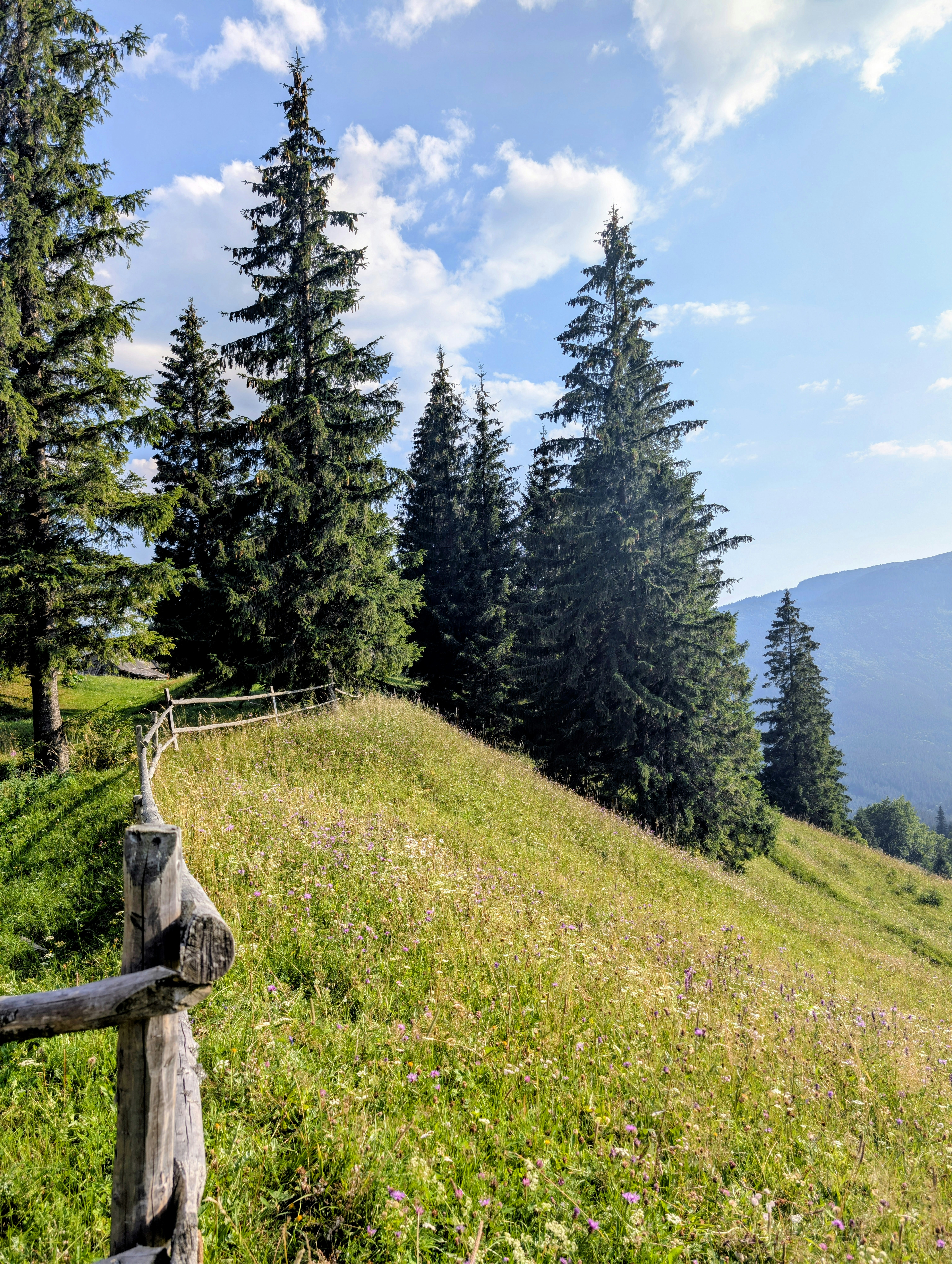 Sun-drenched meadow with wildflowers and a wooden fence along a slope, framed by tall evergreen trees and distant mountains.