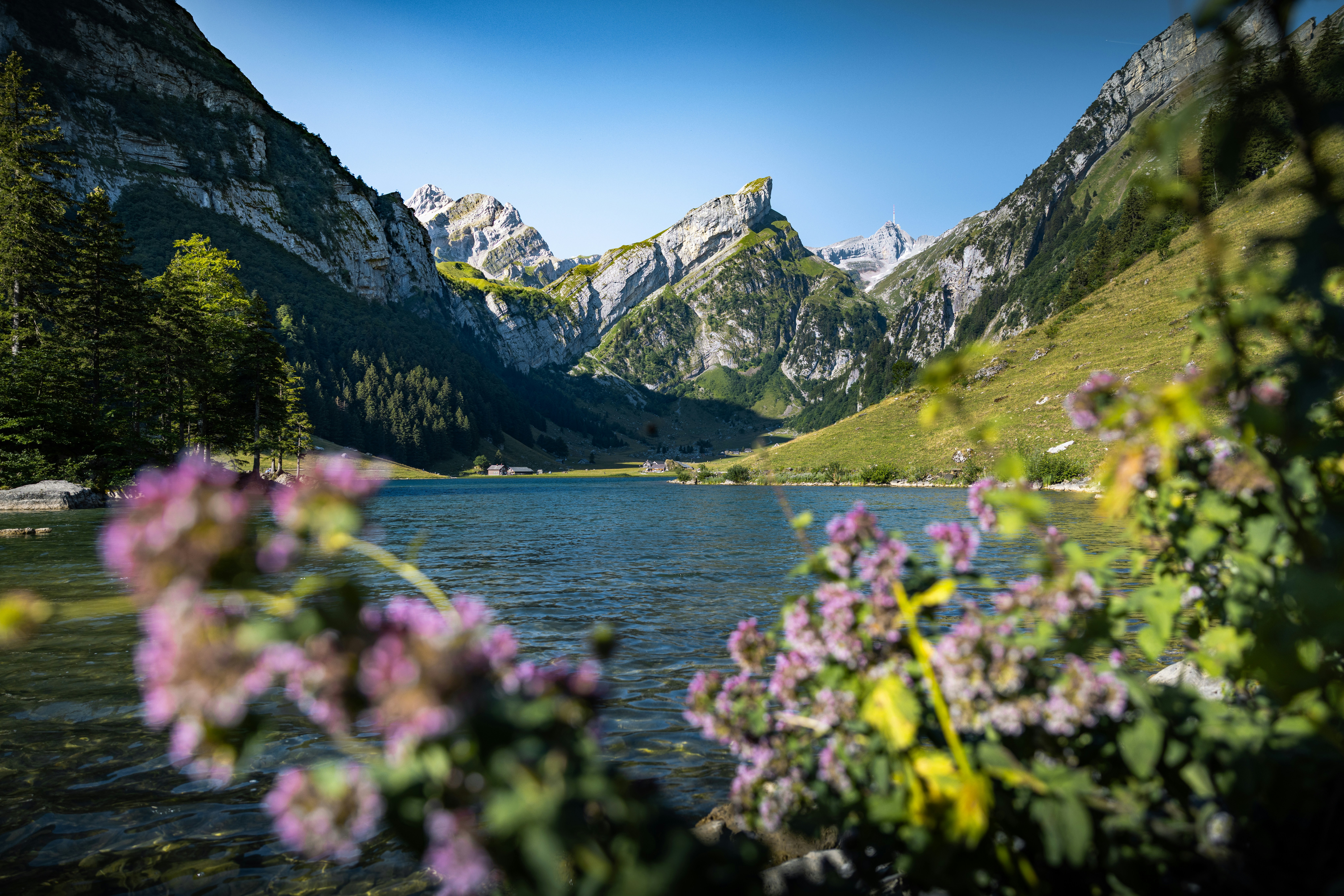 Mountain Lake Framed by Alpine Bloom