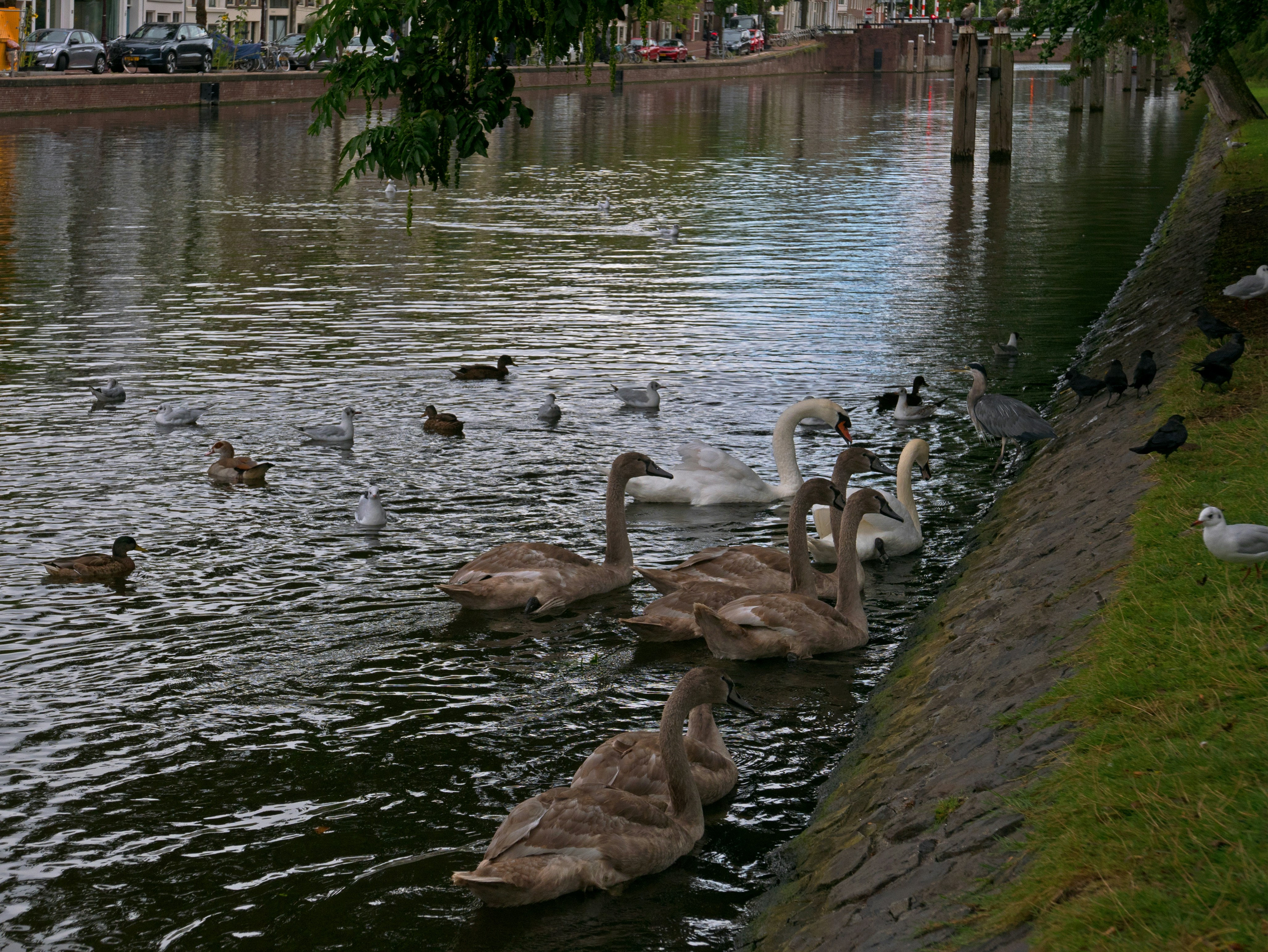 Swan Lineage: A Gentle Parade Along the Riverbank