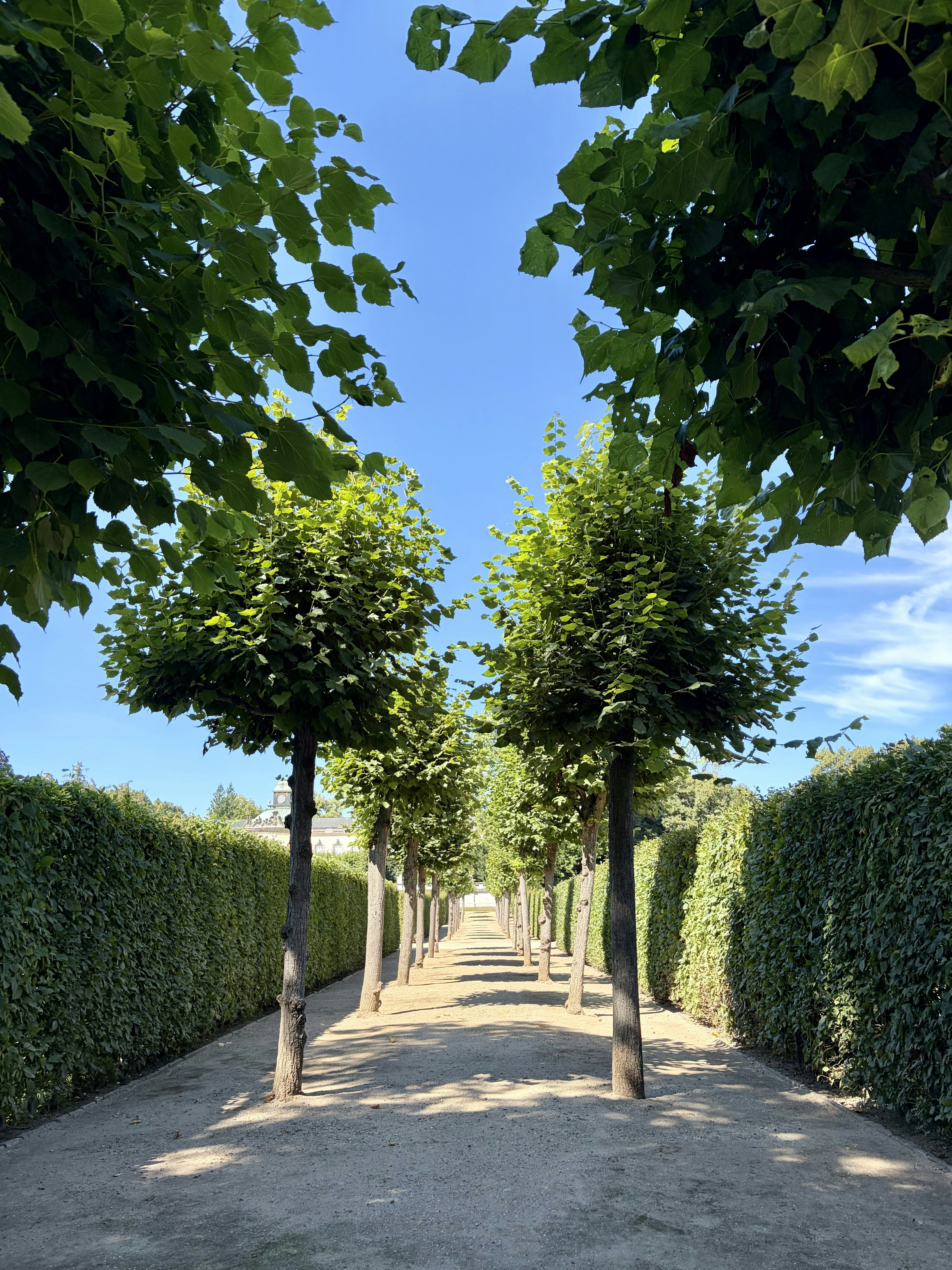 Tree-Lined Pathway: A Corridor to Summer Sky