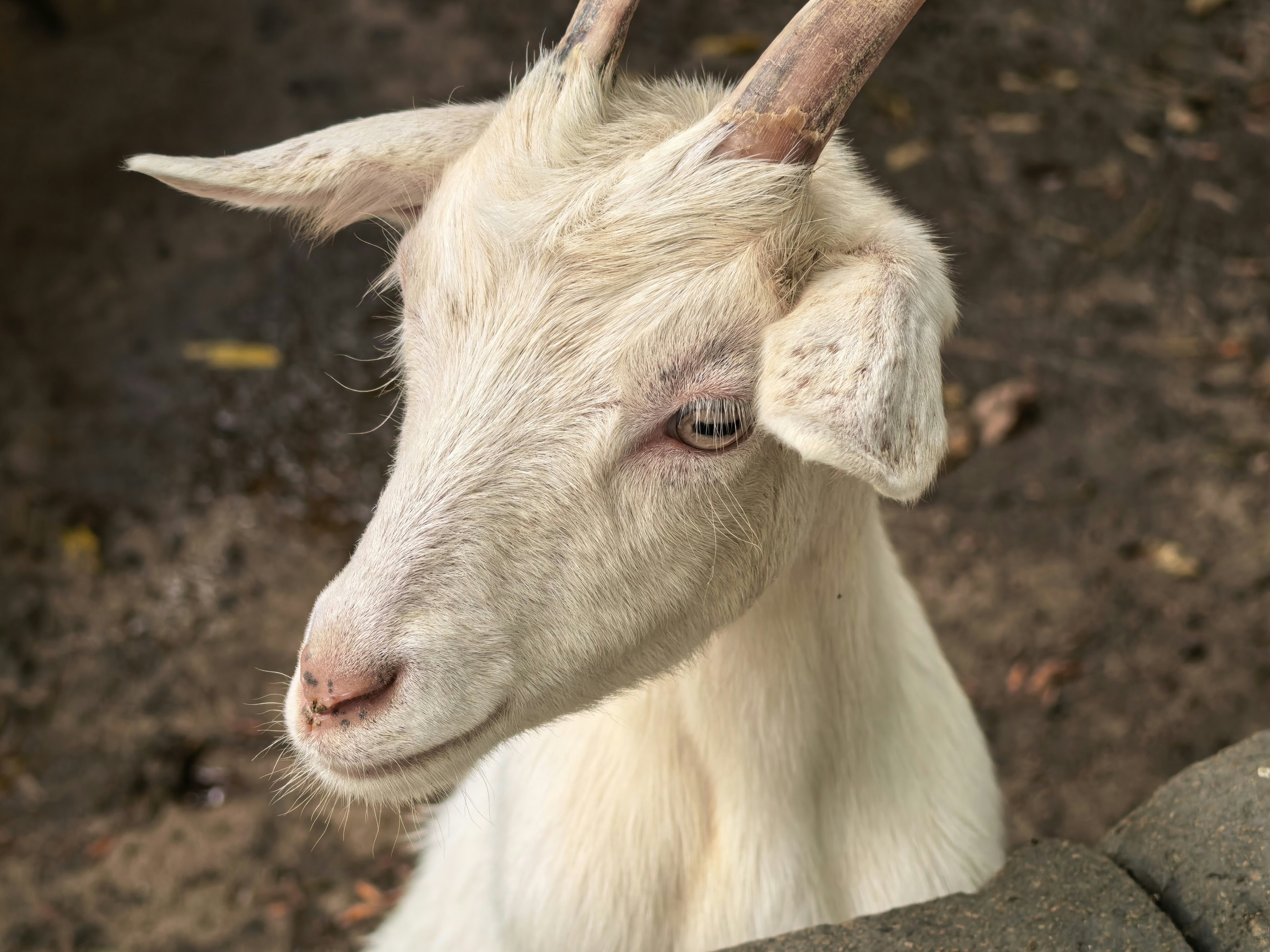 A white goat with small horns looking to the side against a dirt background