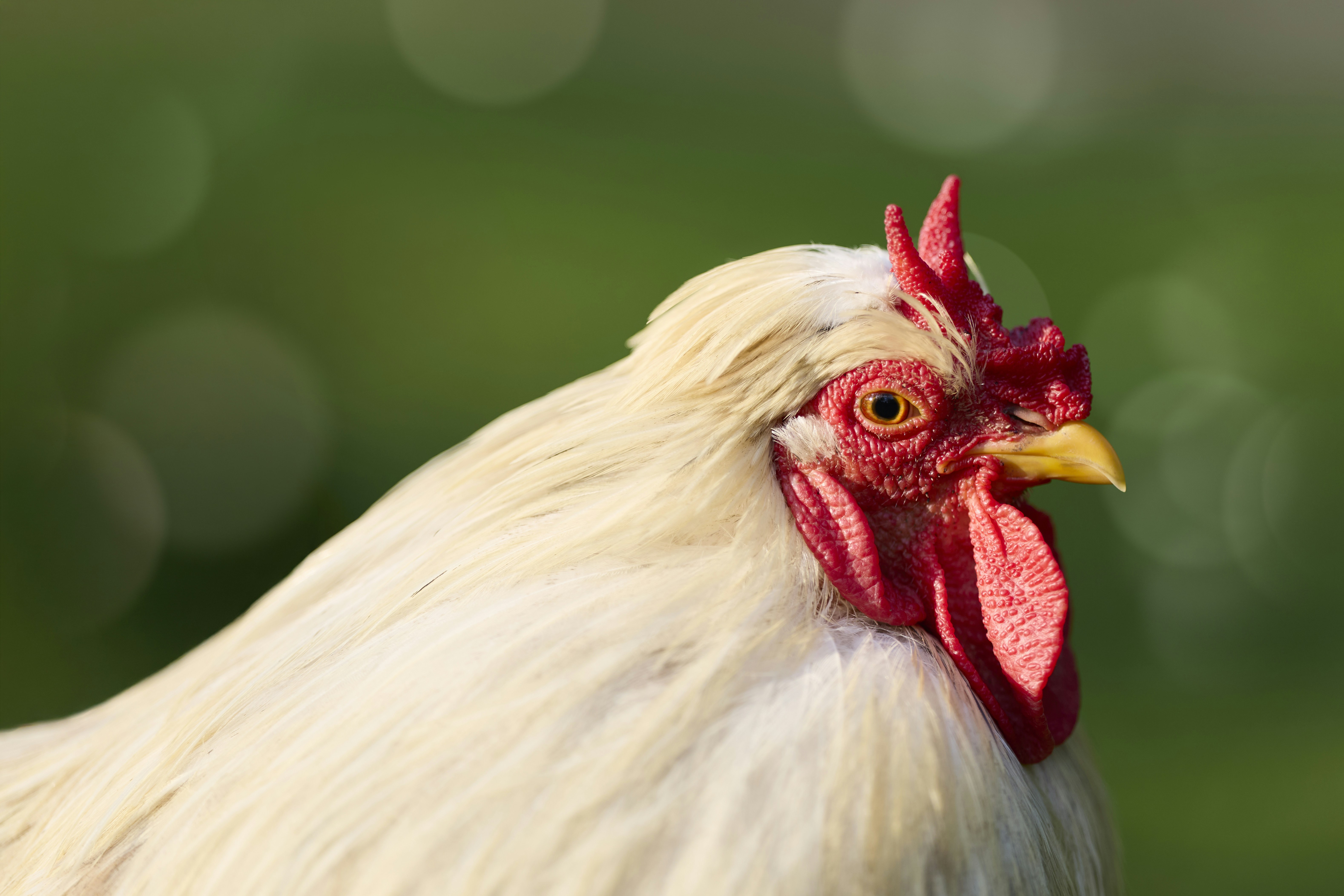 Sunlit Crest: A rooster’s vigilant gaze