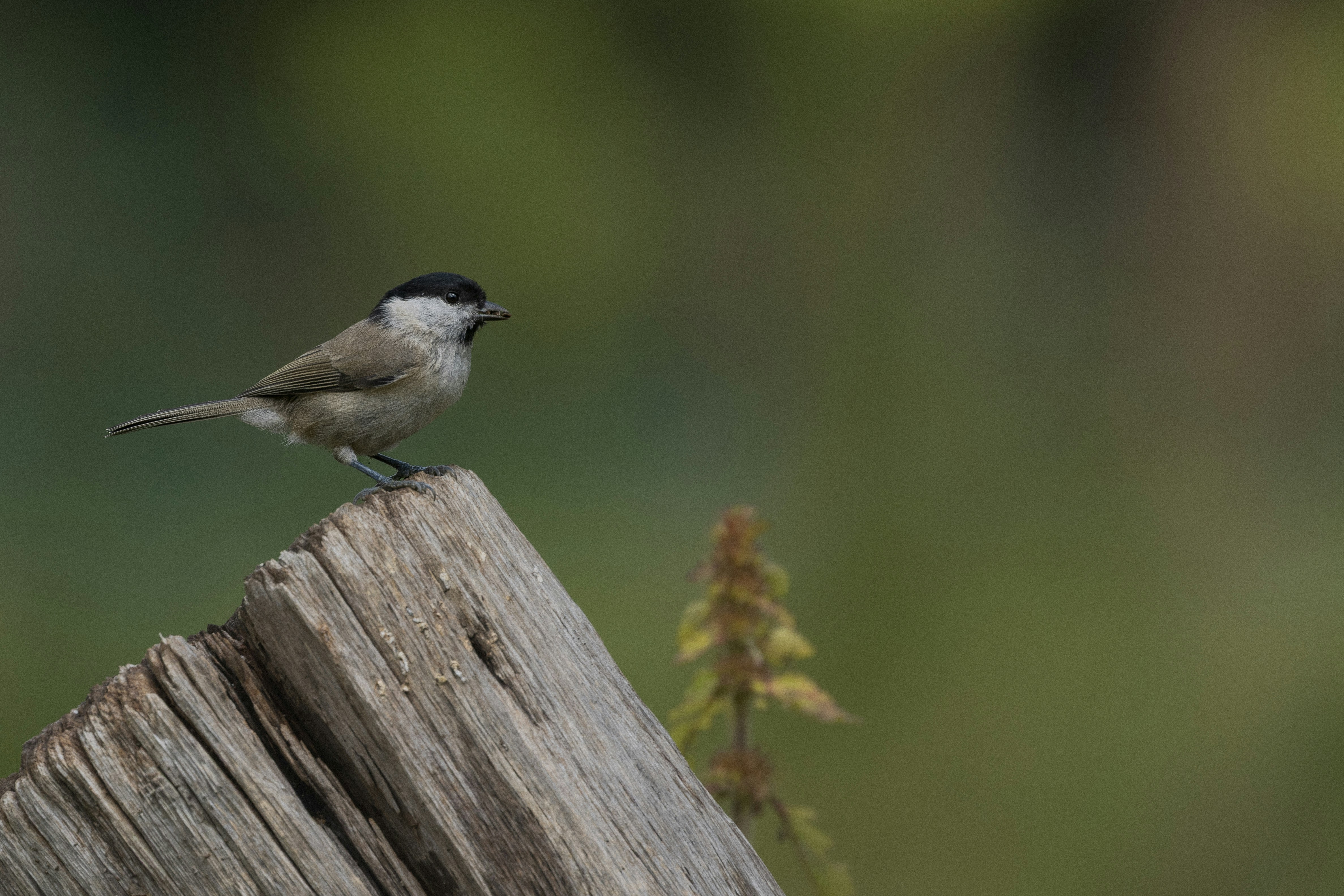 Perched on Weathered Wood: A tiny Coal Tit on a Weathered Branch