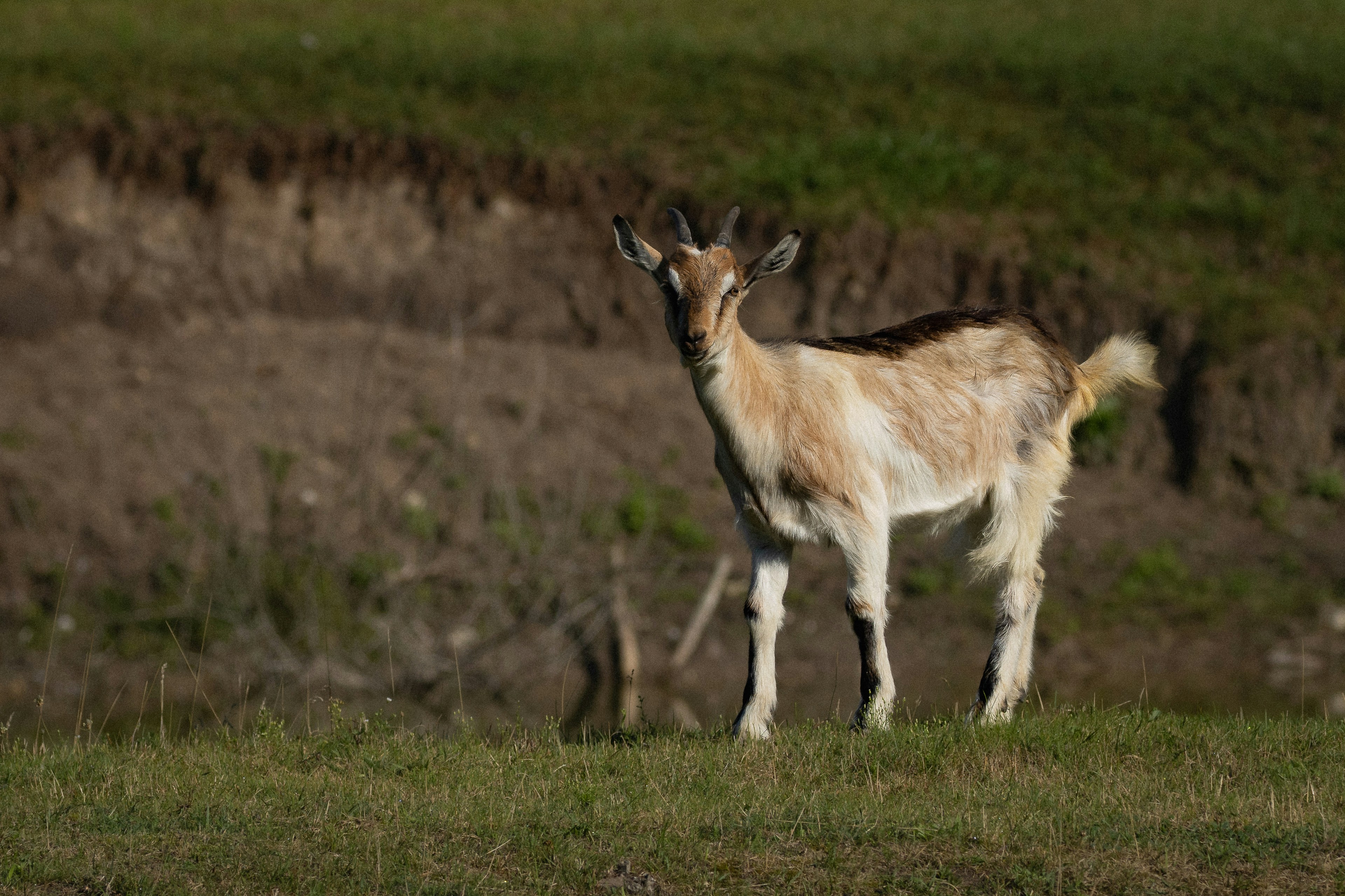 Lone Gazelle Portrait Reaches Toward the Dusk Sky