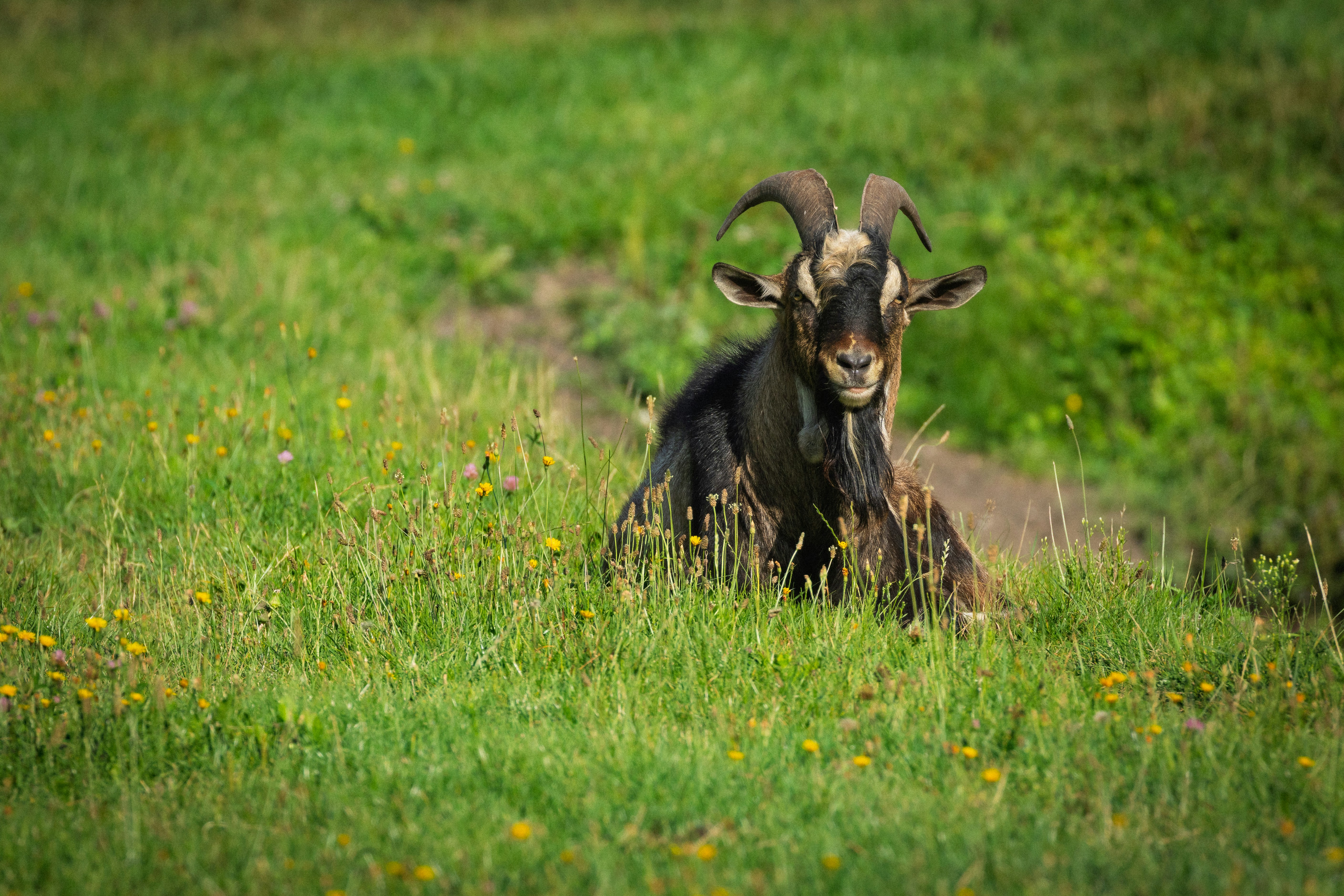 Curious Goat Pauses in a Meadow Quilt