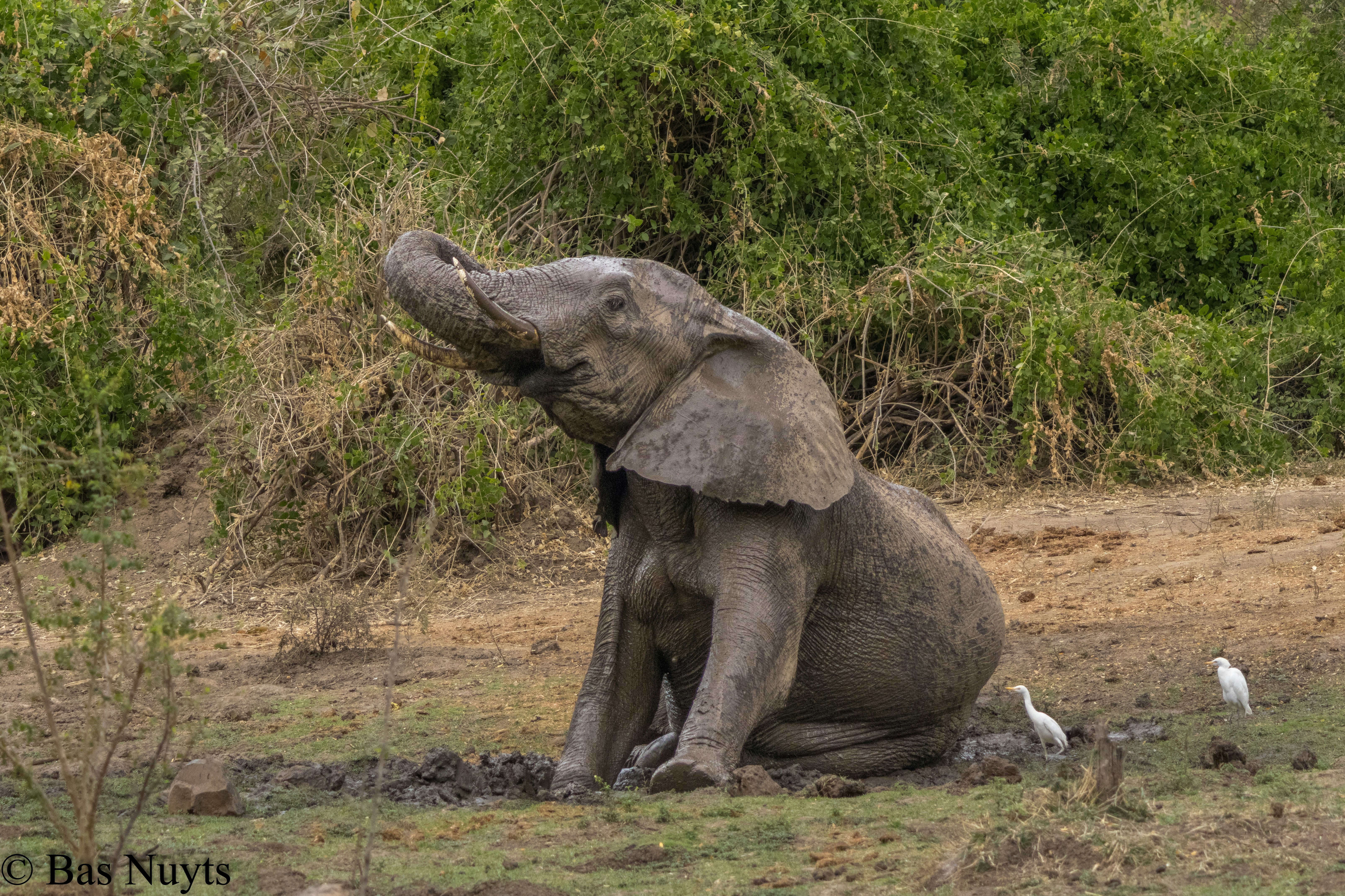 Mud-brown Gentle Giant: An Elephant Calf Pauses in a Clearing