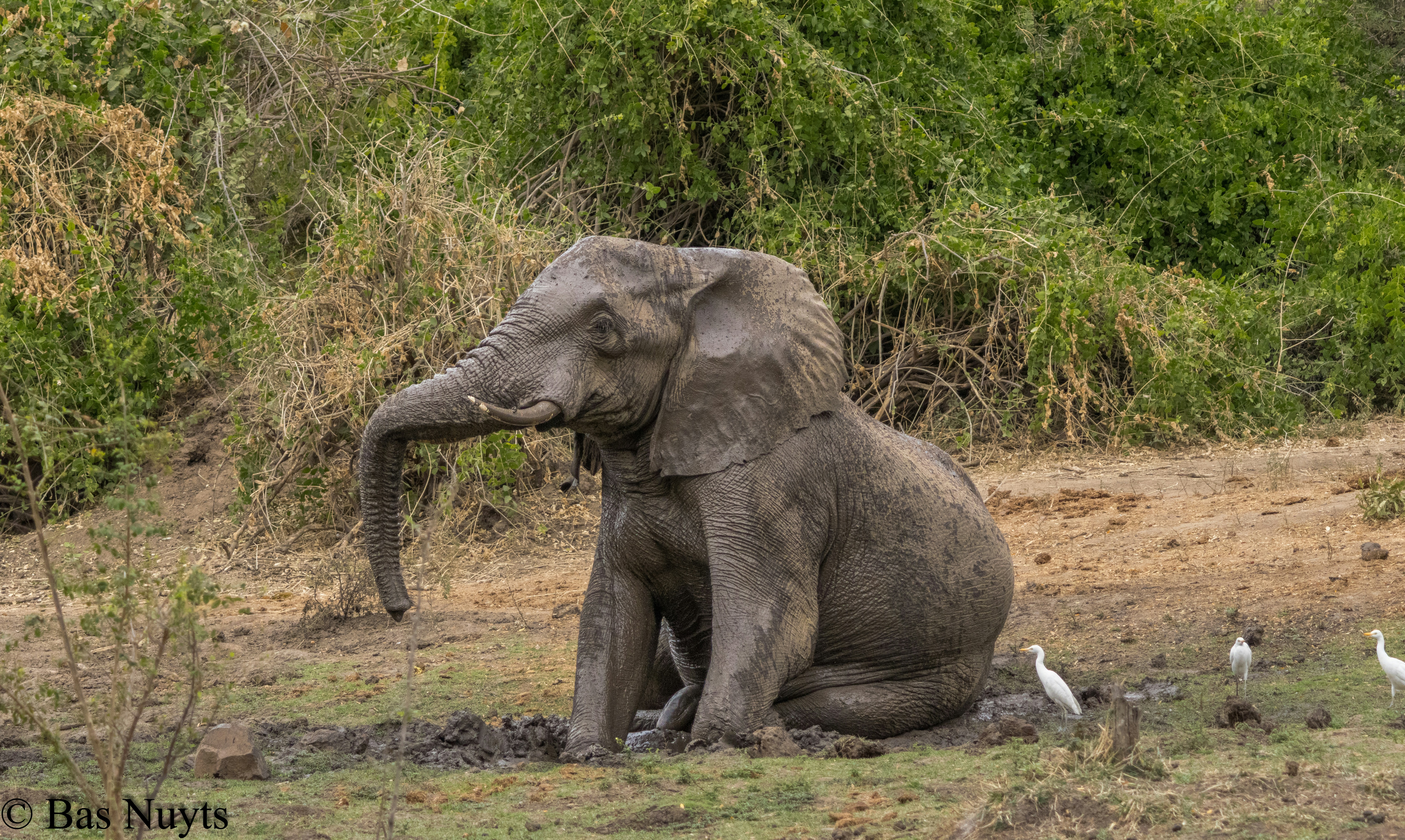 A Mud-Cloaked Gentle Giant: Elephant Resting Amid Dry Brush