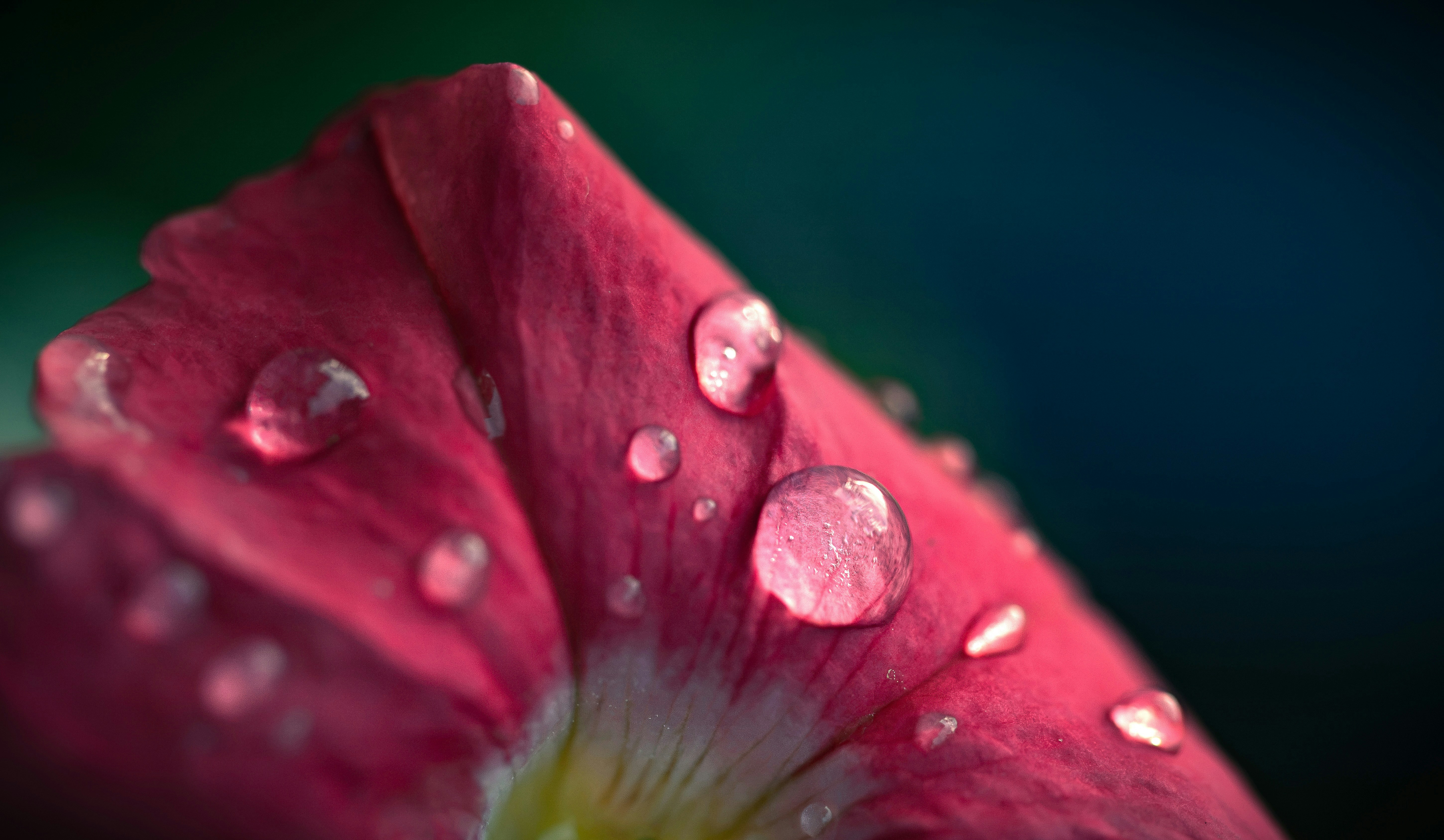 Close-up of a crimson flower petal adorned with water droplets, with soft bokeh in the background highlighting texture and color. (Logo-free macro detail)