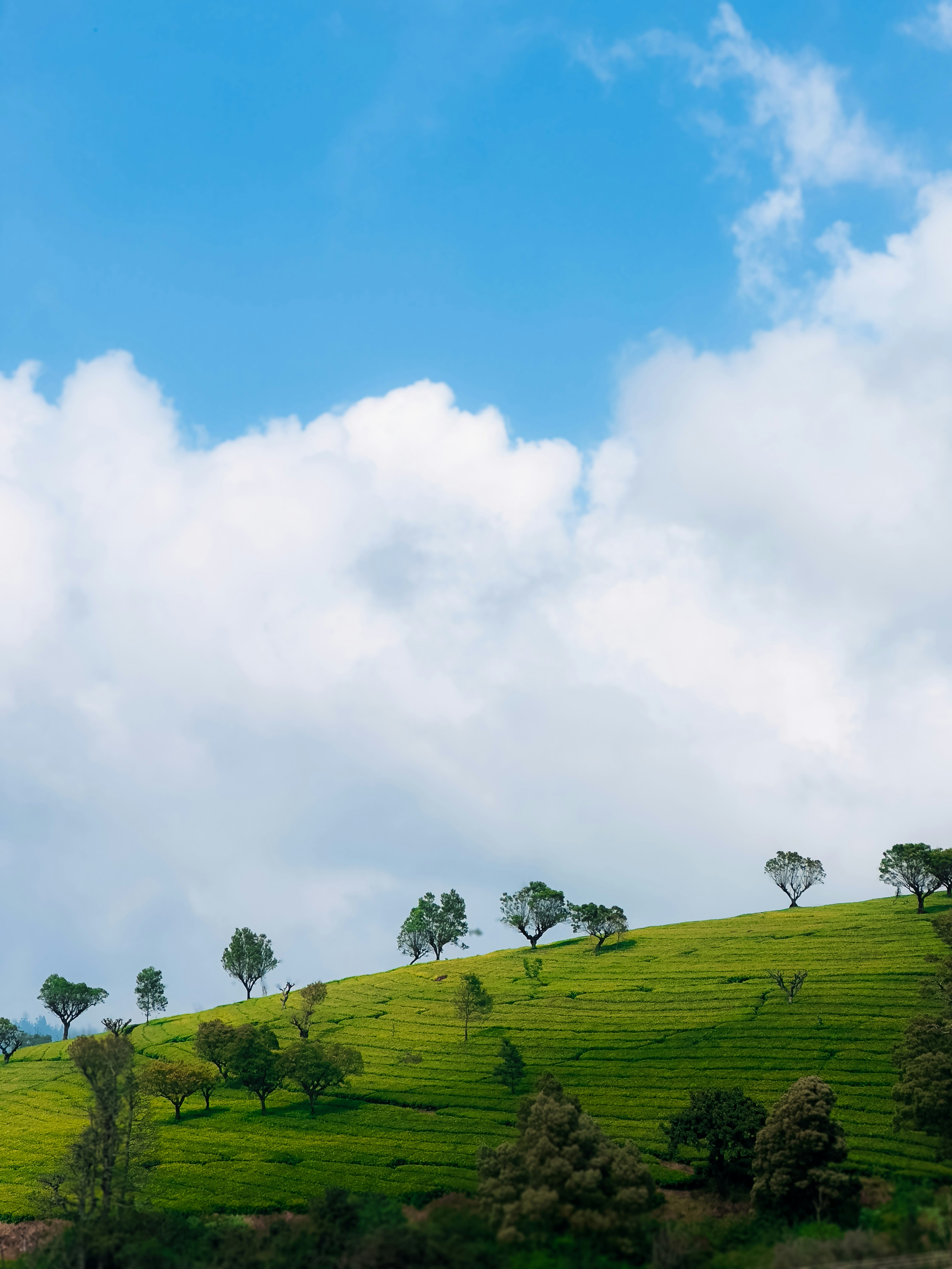White Clouds Over Rolling Green Terraced Hills