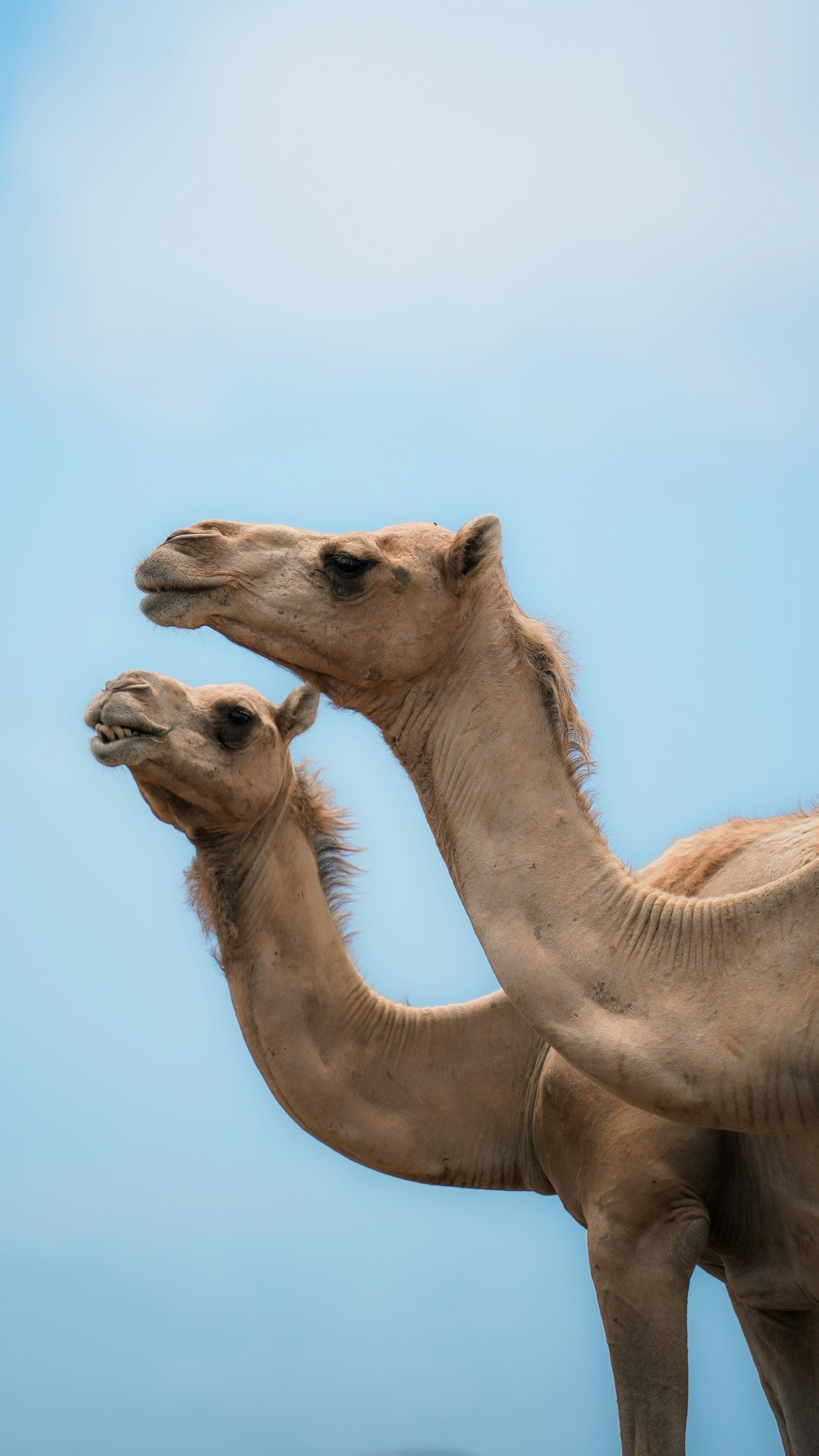 Sunlit Camels in Profile Under a Clear Sky