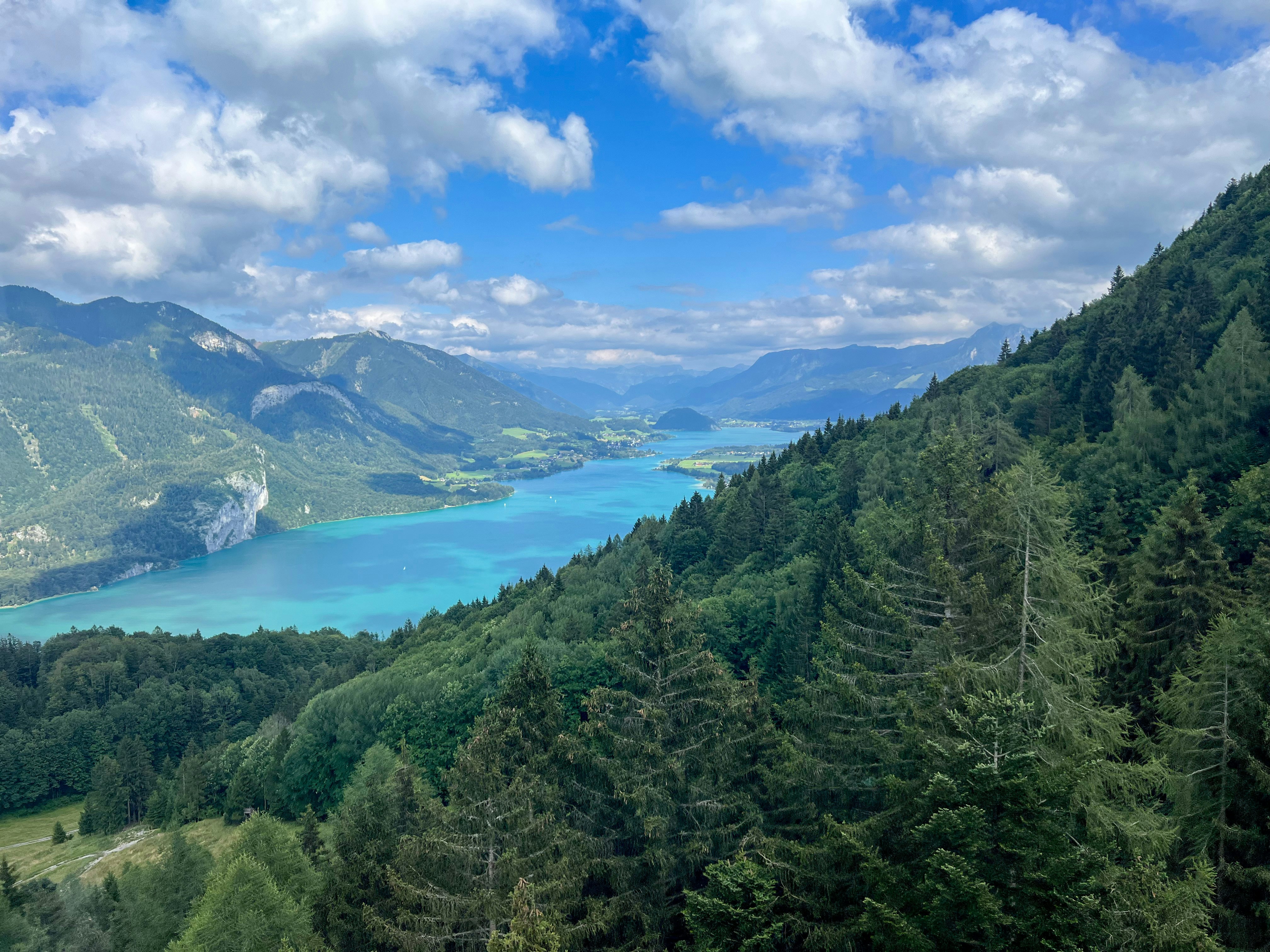 Emerald Fjord From the Pines: A Mountain Vista Over an Alpine Inlet