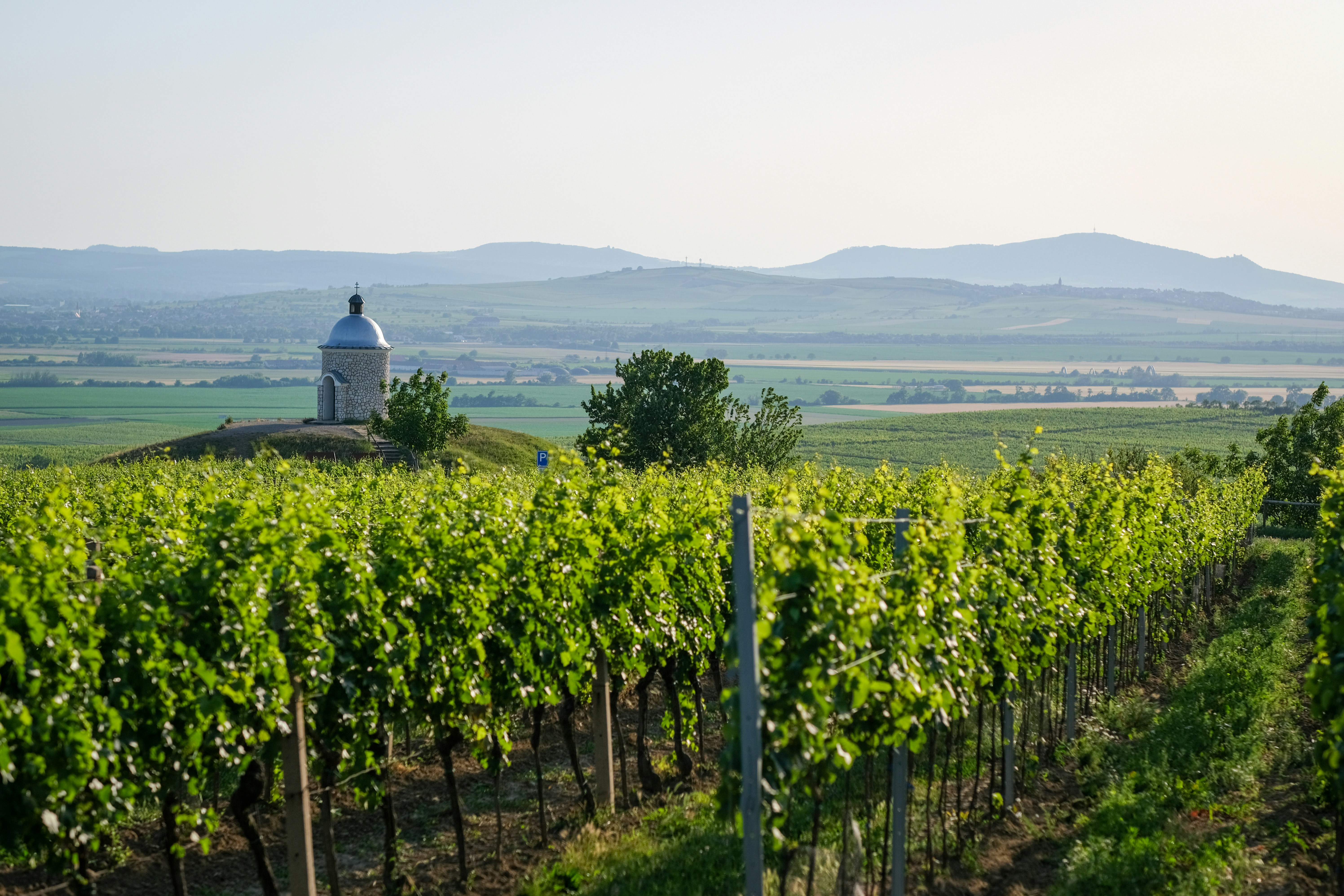 Vineyard Horizon: A Lantern-topped Structure Amid Rows of Chardonnay