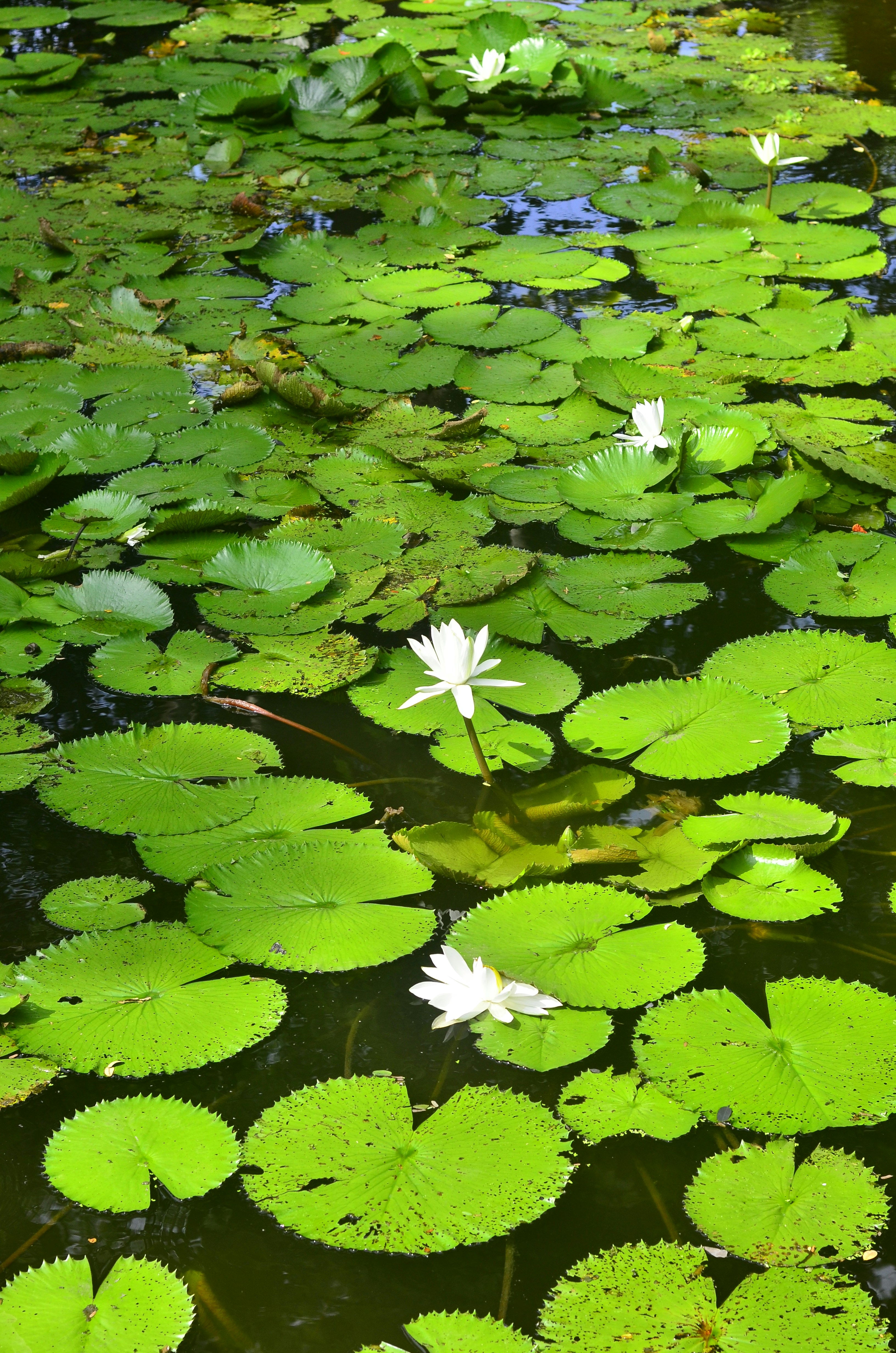 White Waterlilies Breaking Through a Sea of Green