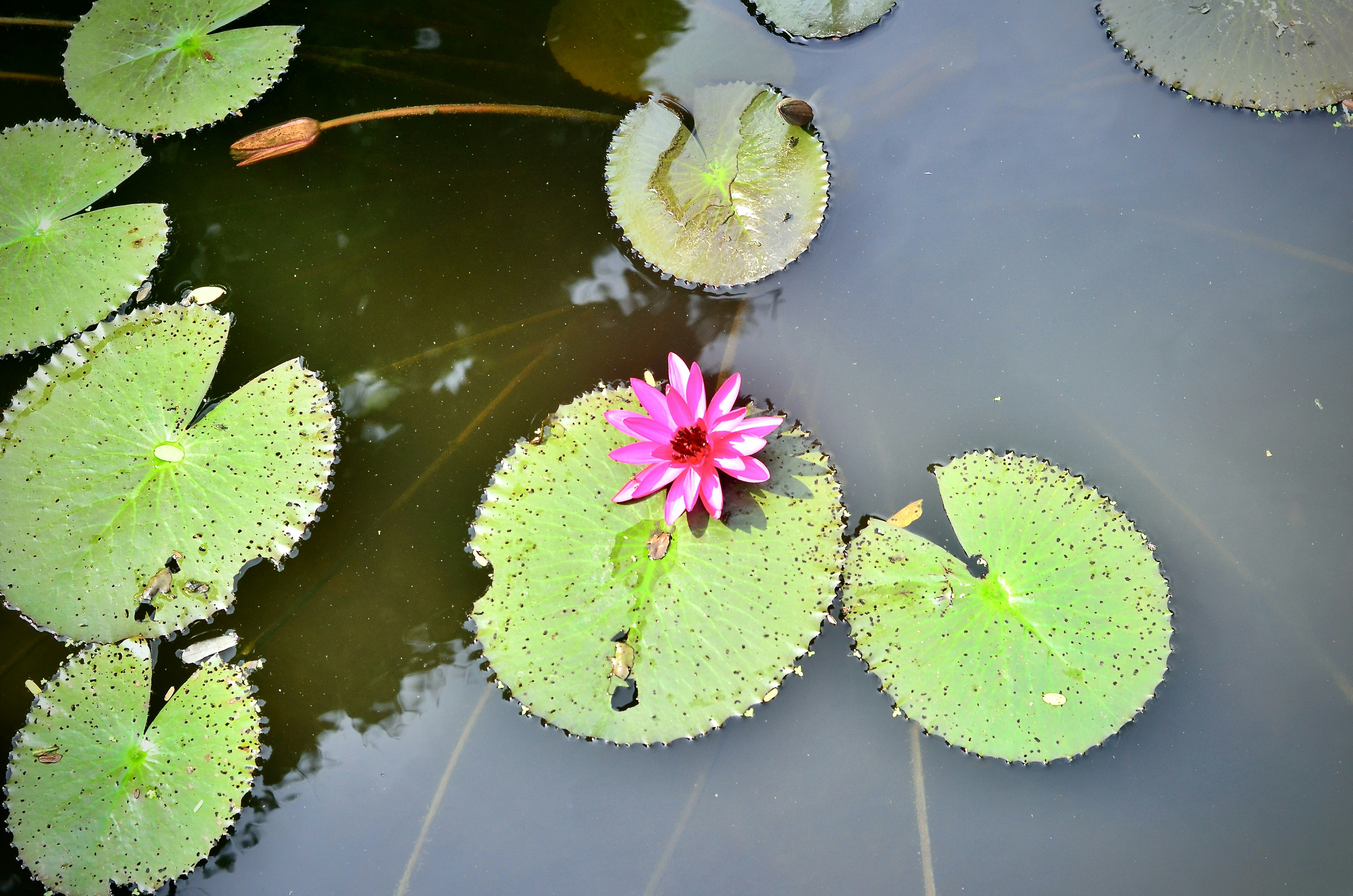 Pink Water Lily Center Stage Amid Calm Pond