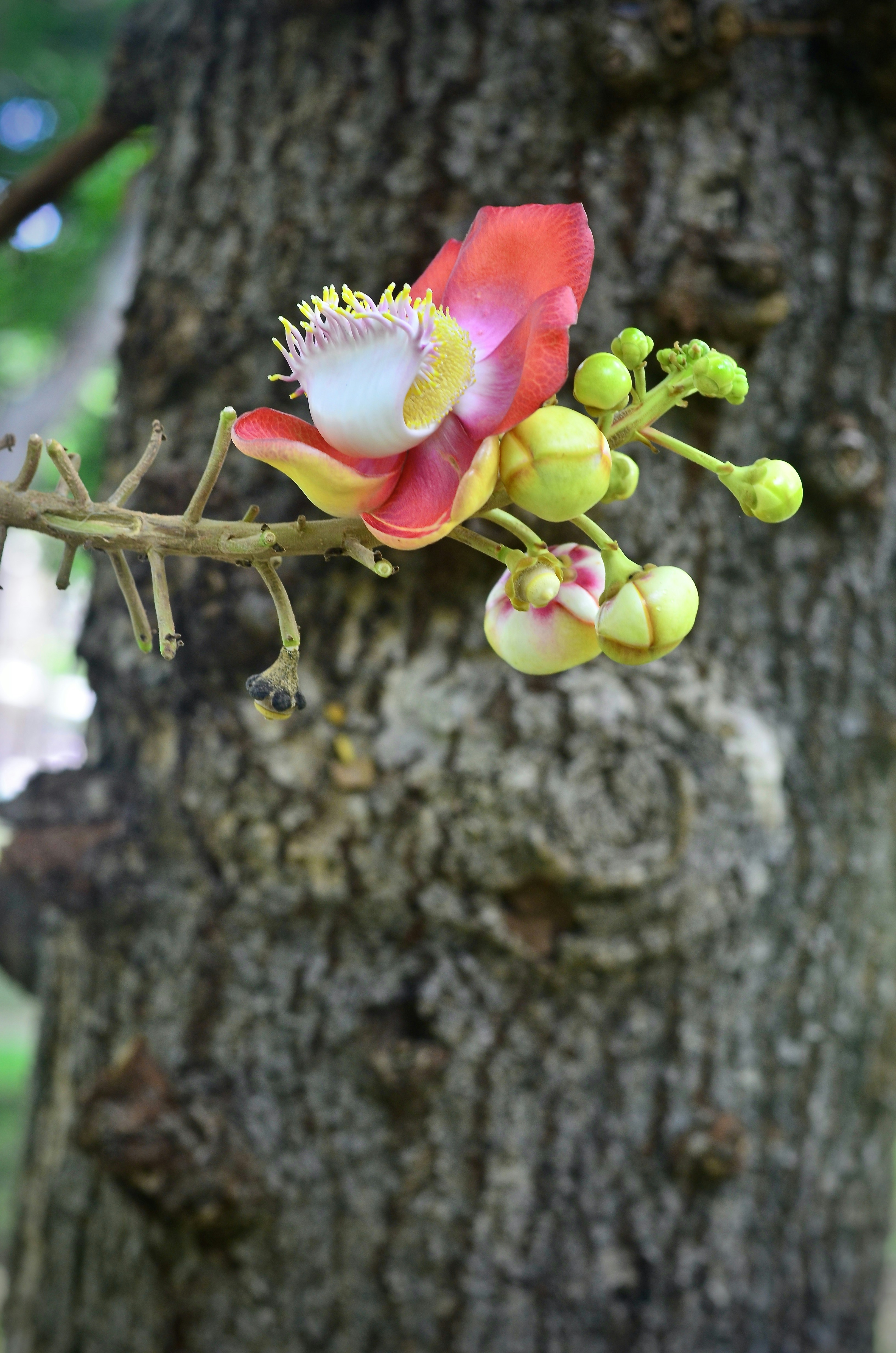 Crimson Flower Crown on a Weathered Bark Backdrop