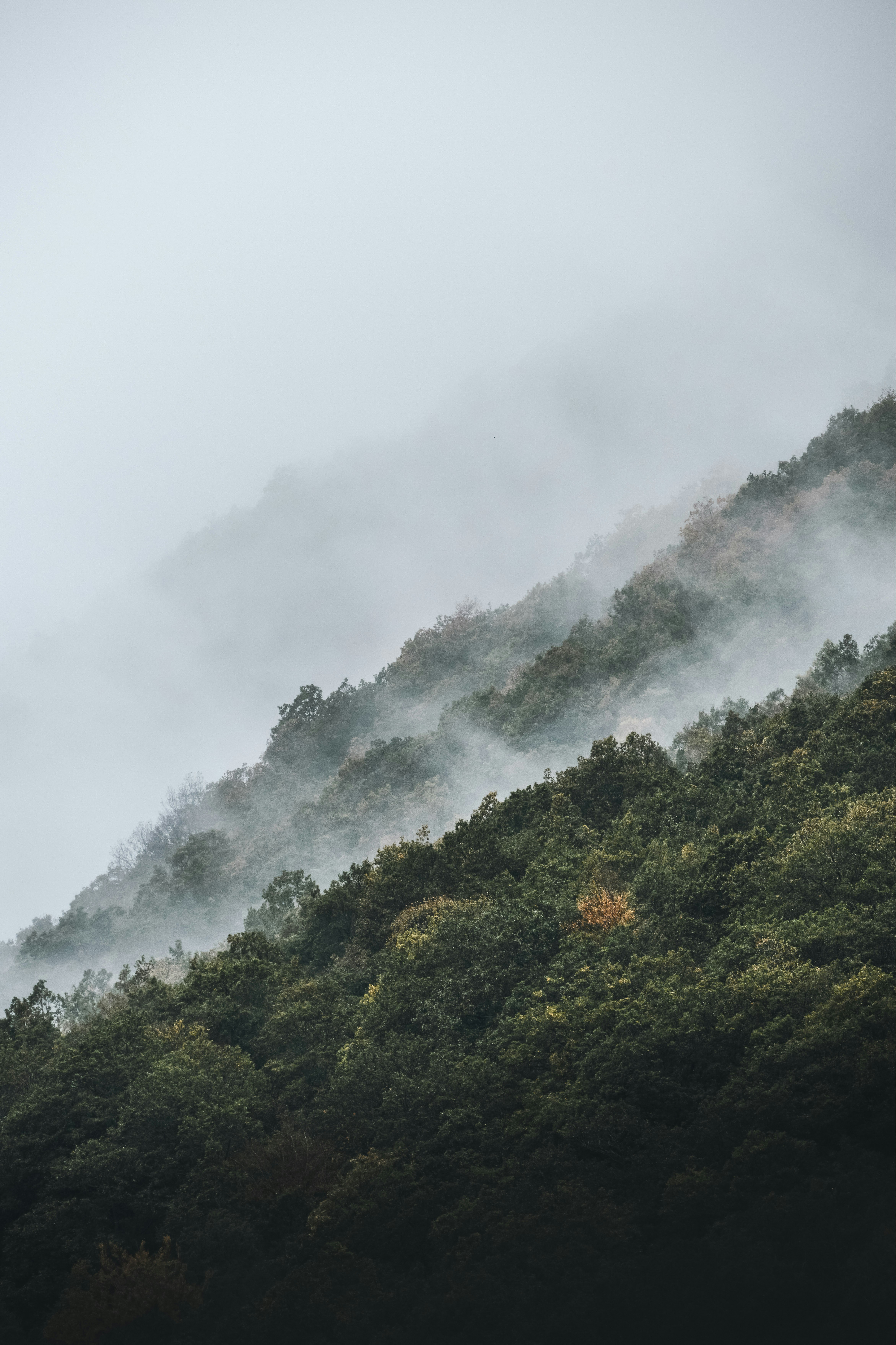 Misty Ridge: Forest Layers Cooled by Early Fog