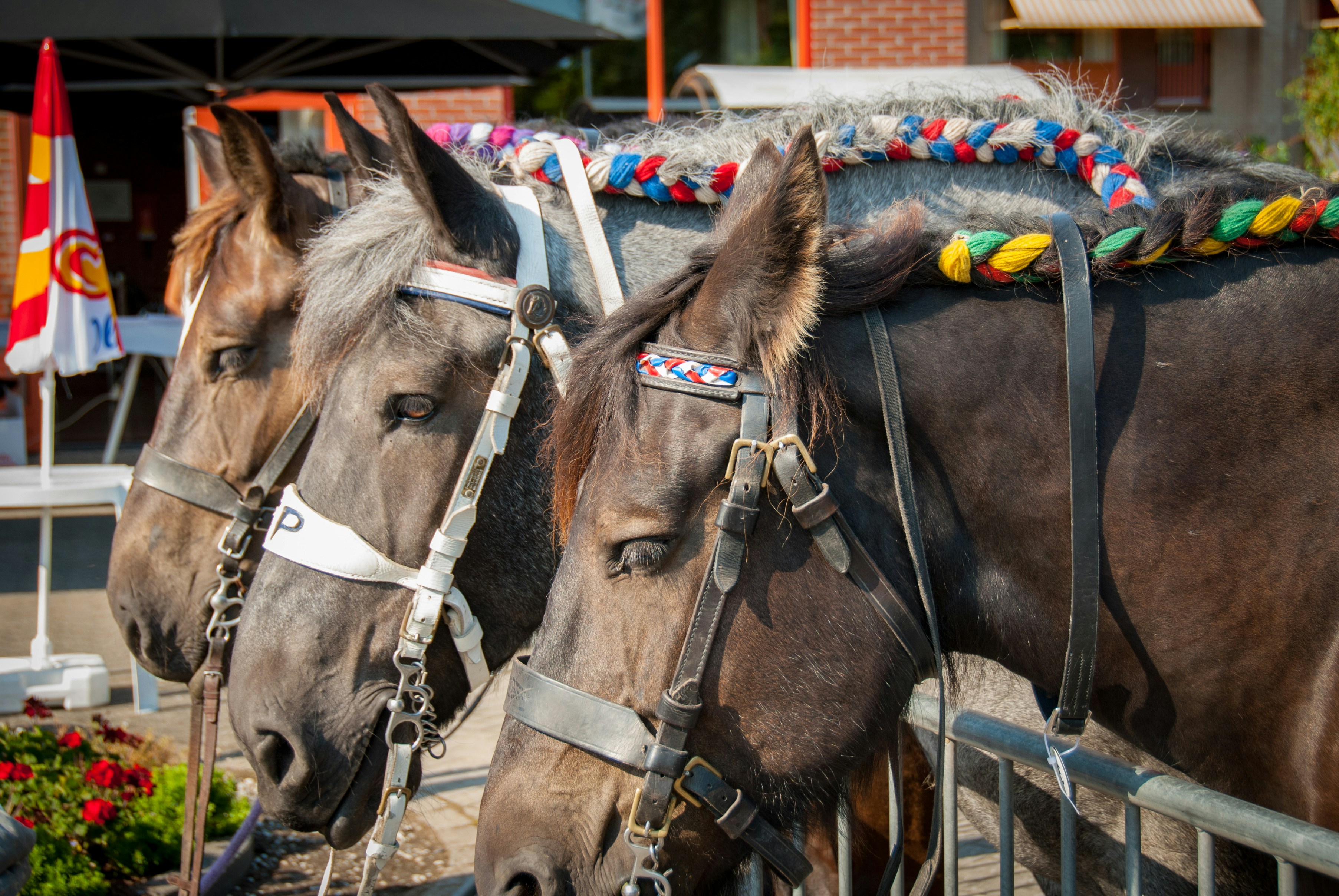 Three draft horses with braided manes wearing bridles standing in a row