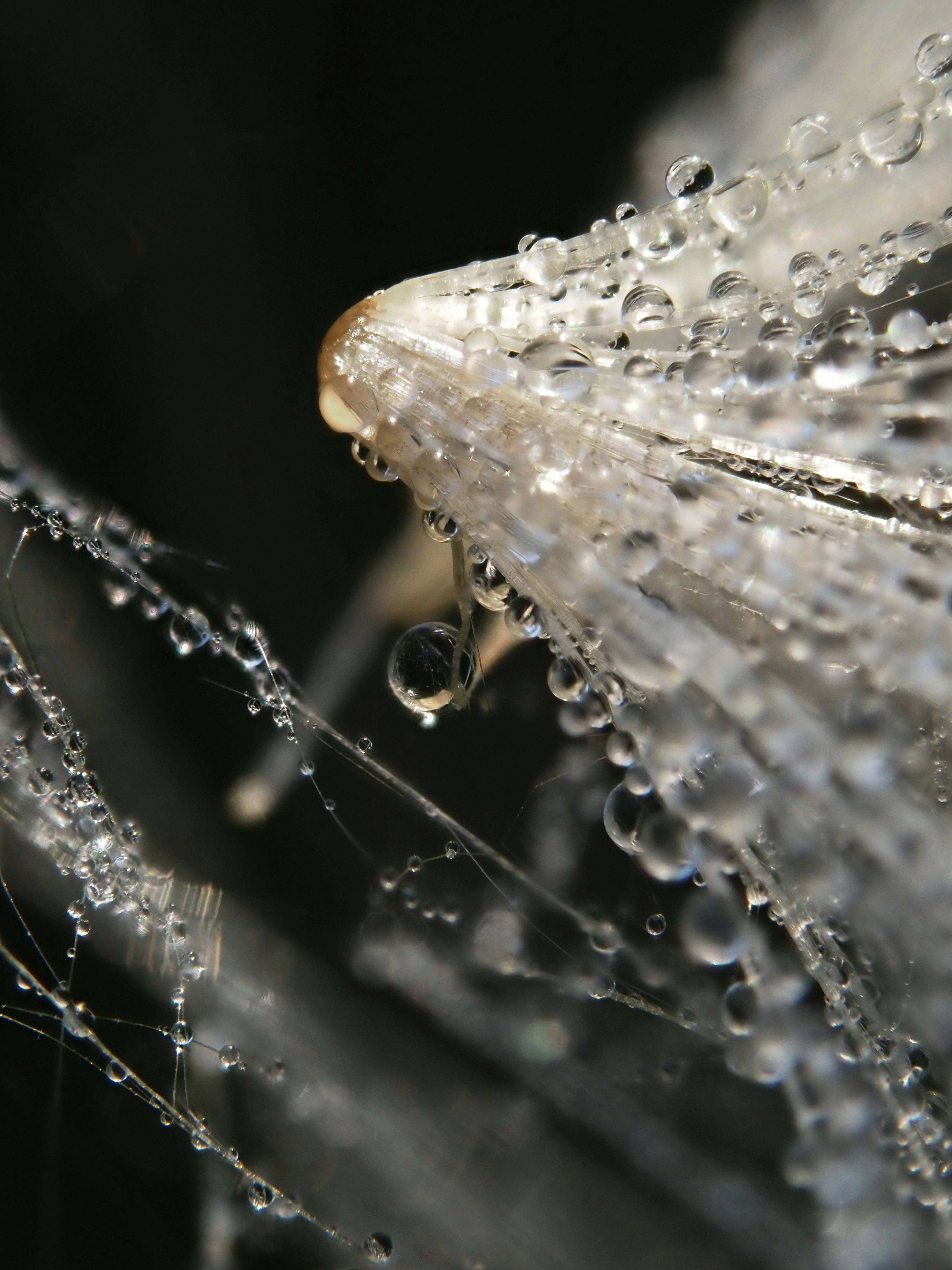 Dew Jewels on a Spider Silk Wake