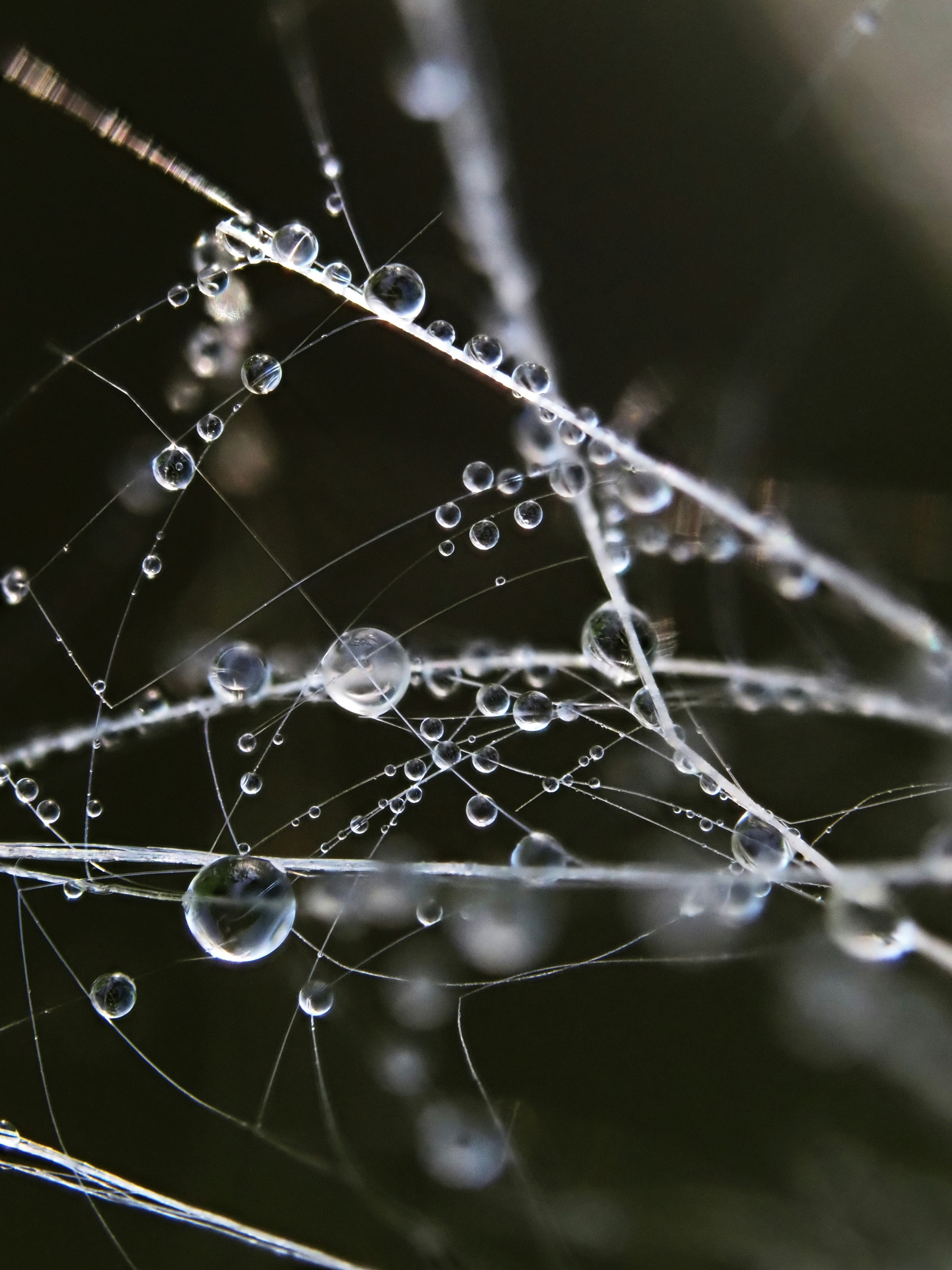 Dew-laced Silk: A Macro Web of Droplets