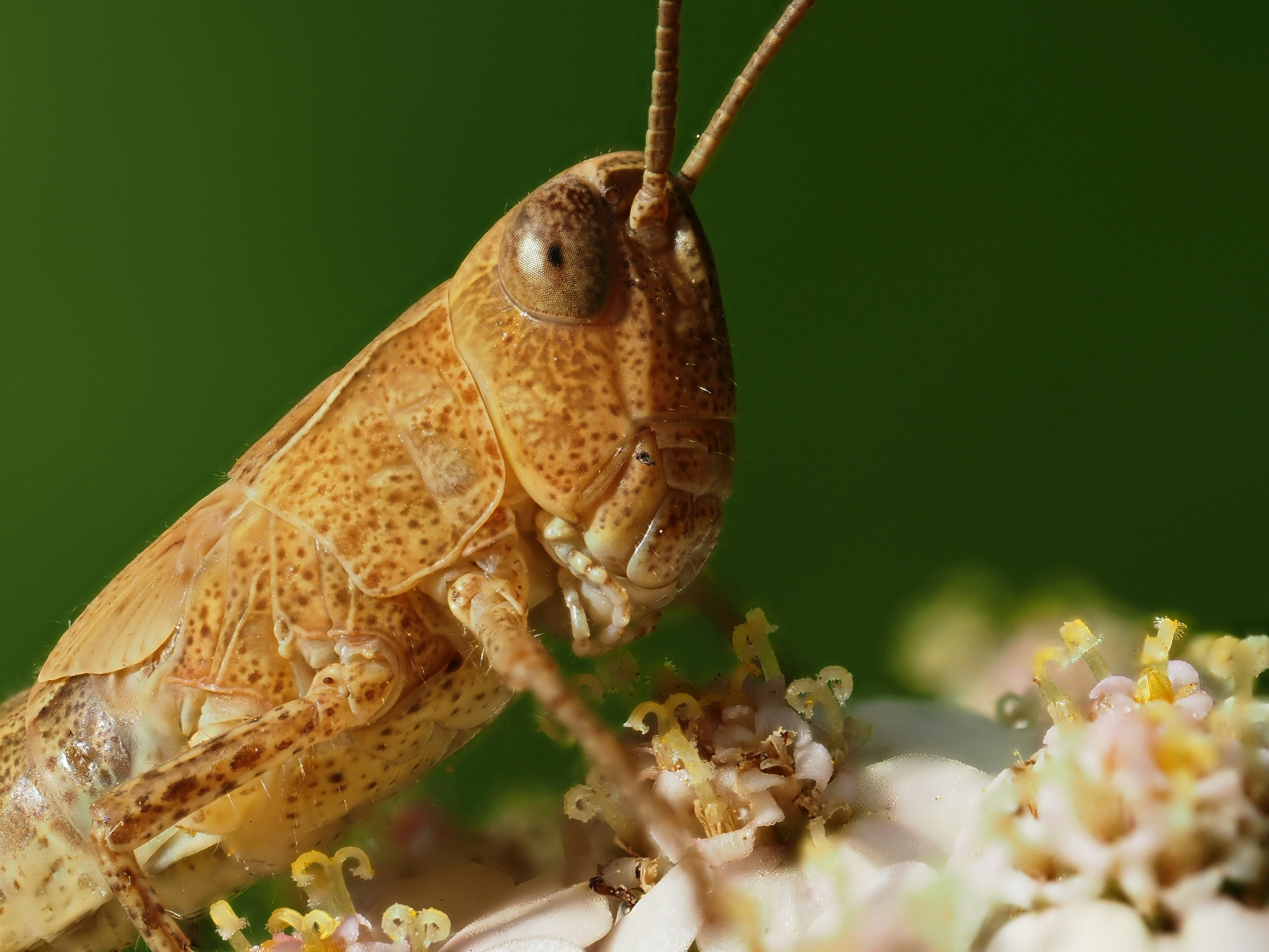 Close-up of a brown mantis nibbled on flower buds