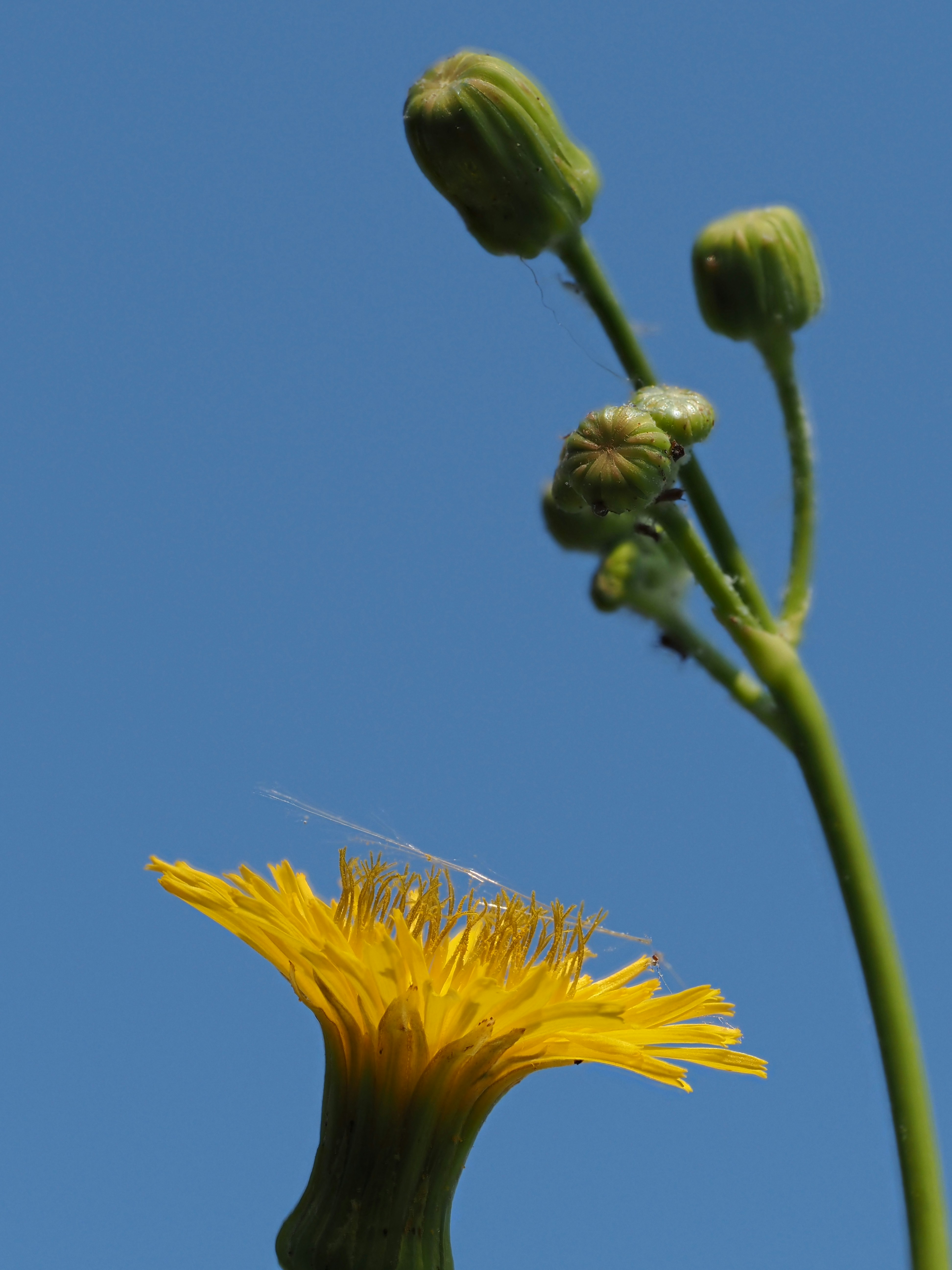 Yellow bloom against blue sky: a macro rise
