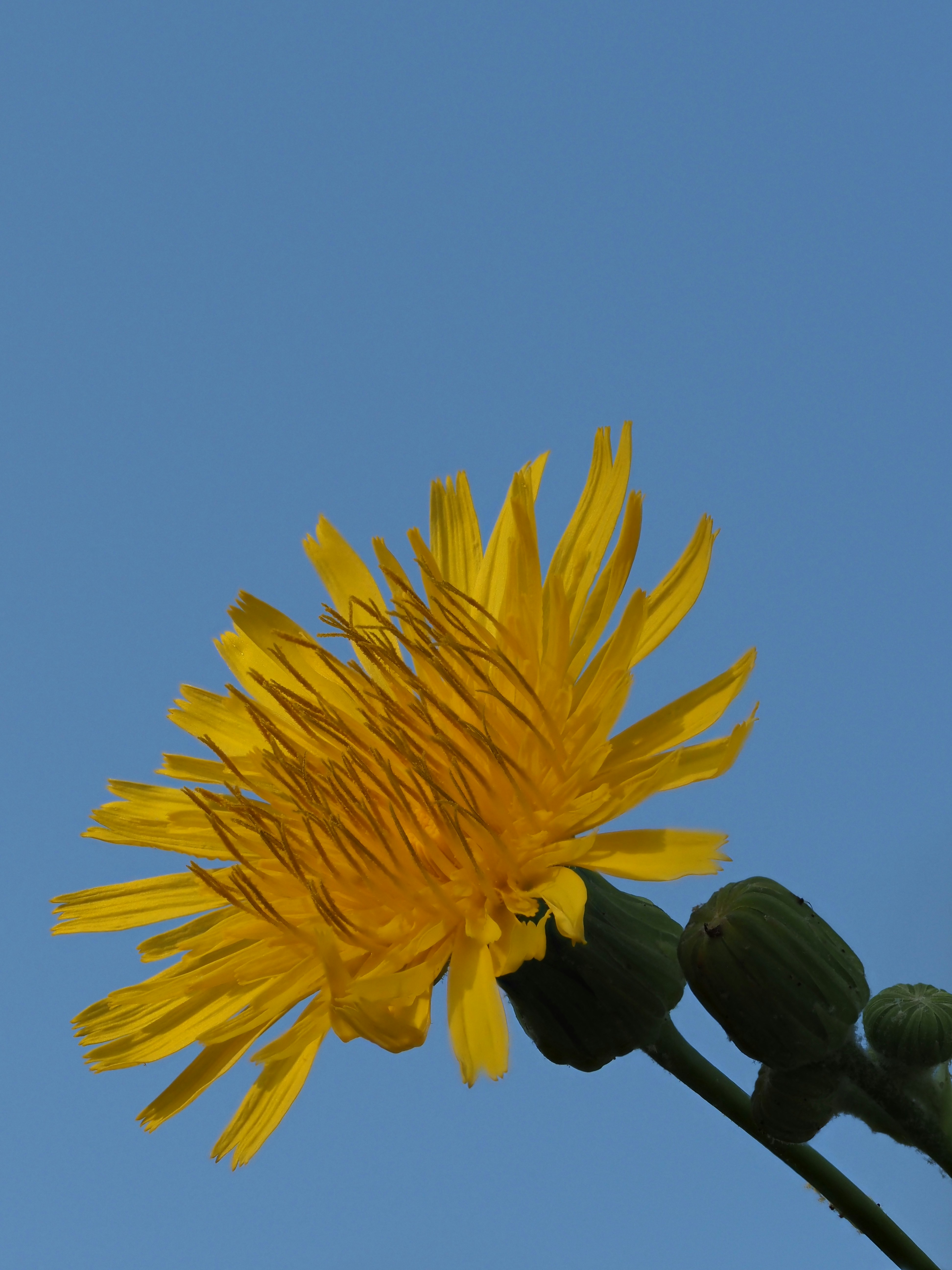 Golden Bloom Reaching for Sky