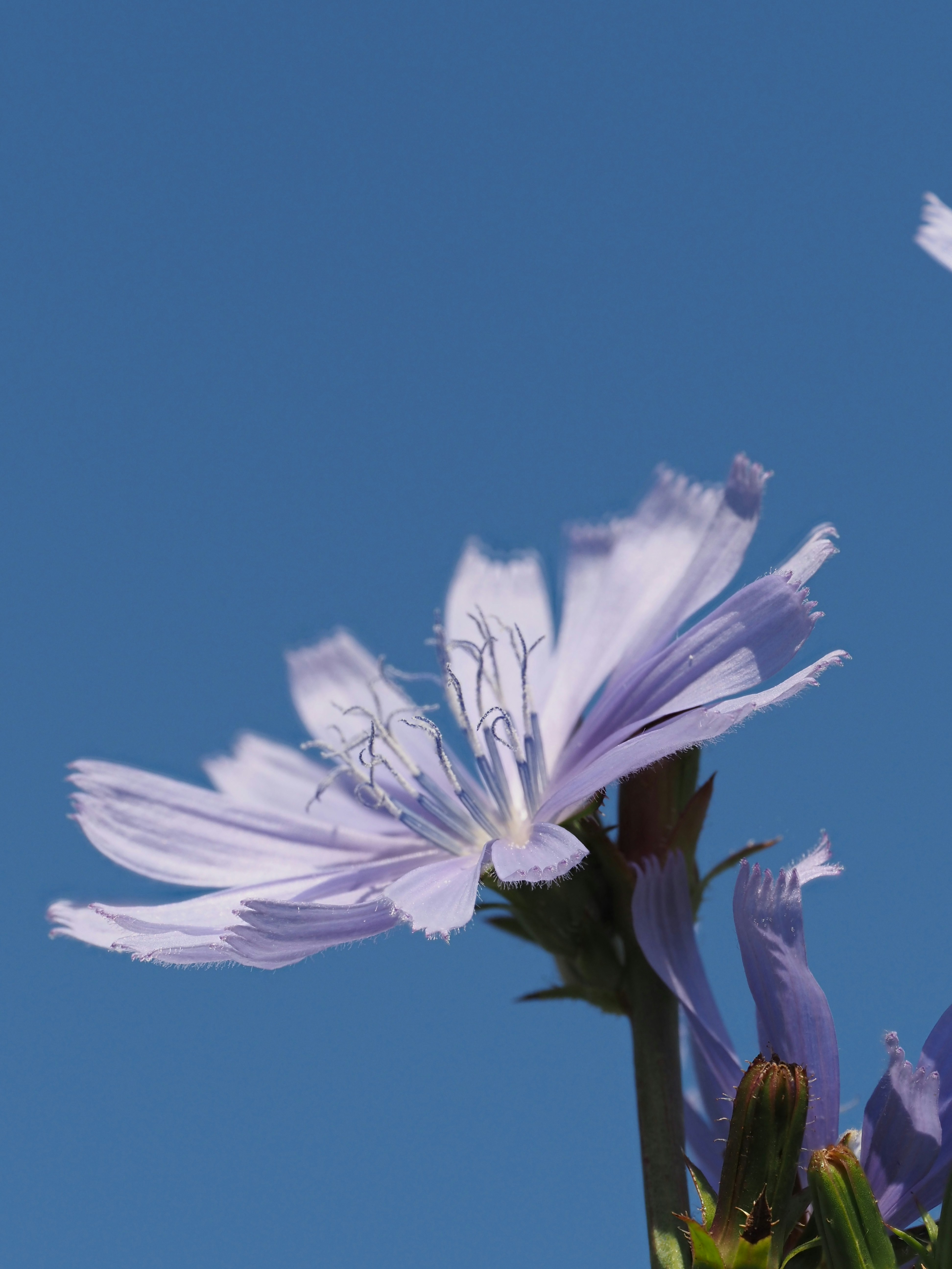 Blue Sky Bloom: A Lavender Petal Reaches for the Sun